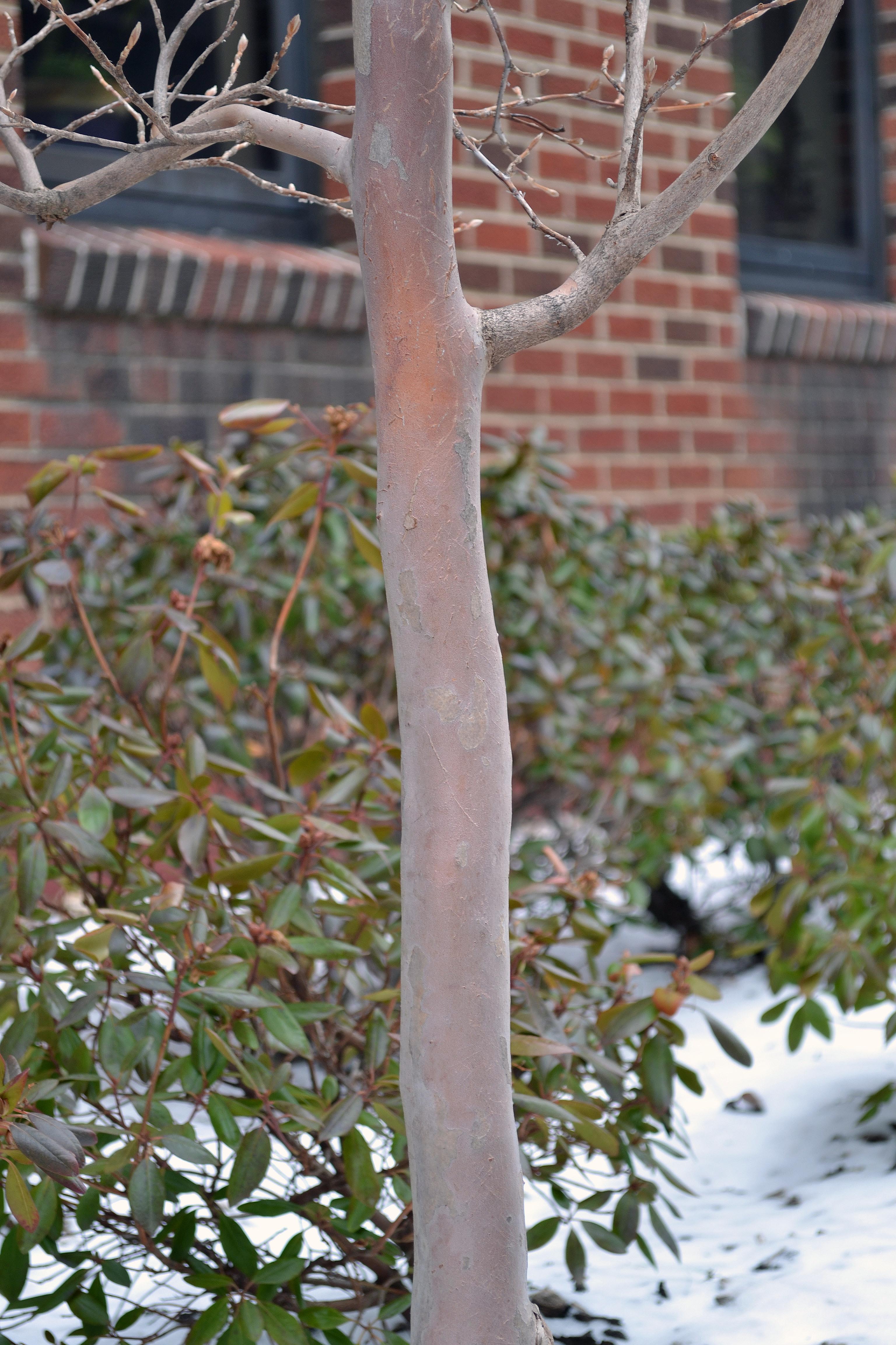 Stewartia pseudocamellia – Purdue Arboretum Explorer