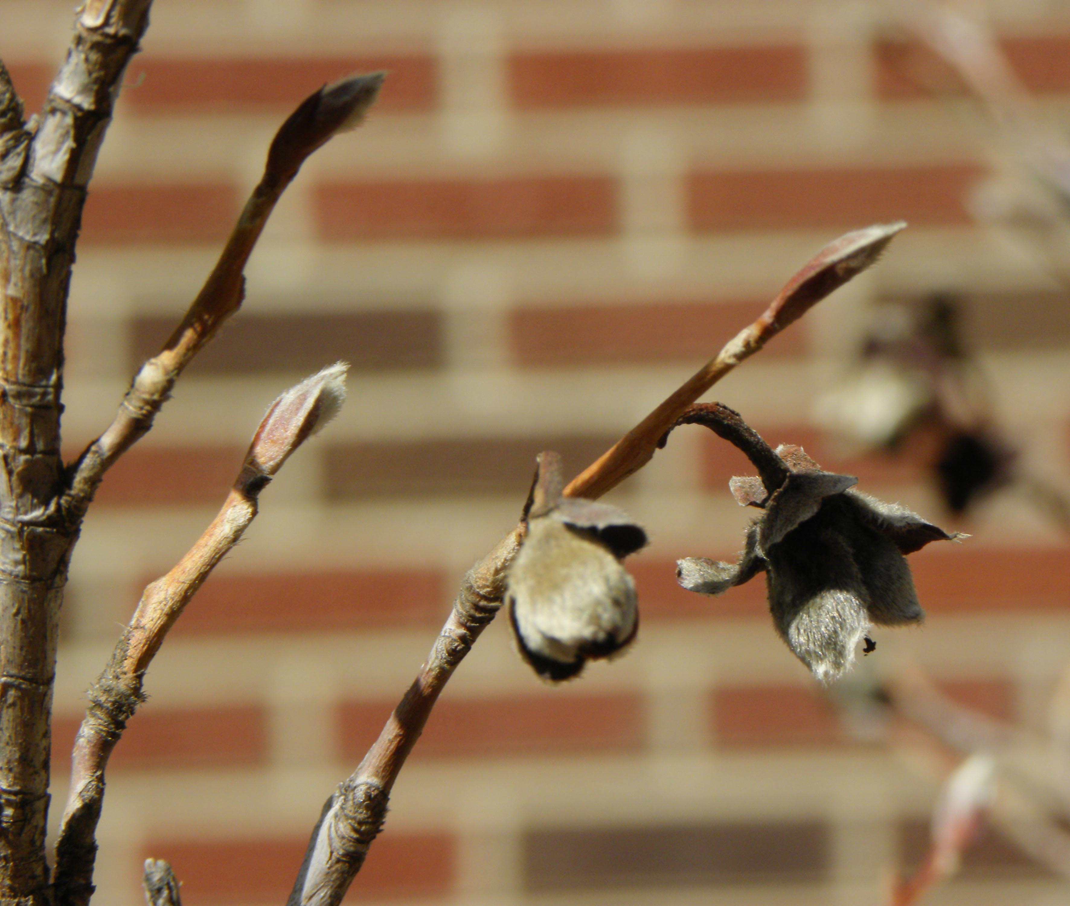 Stewartia pseudocamellia – Purdue Arboretum Explorer