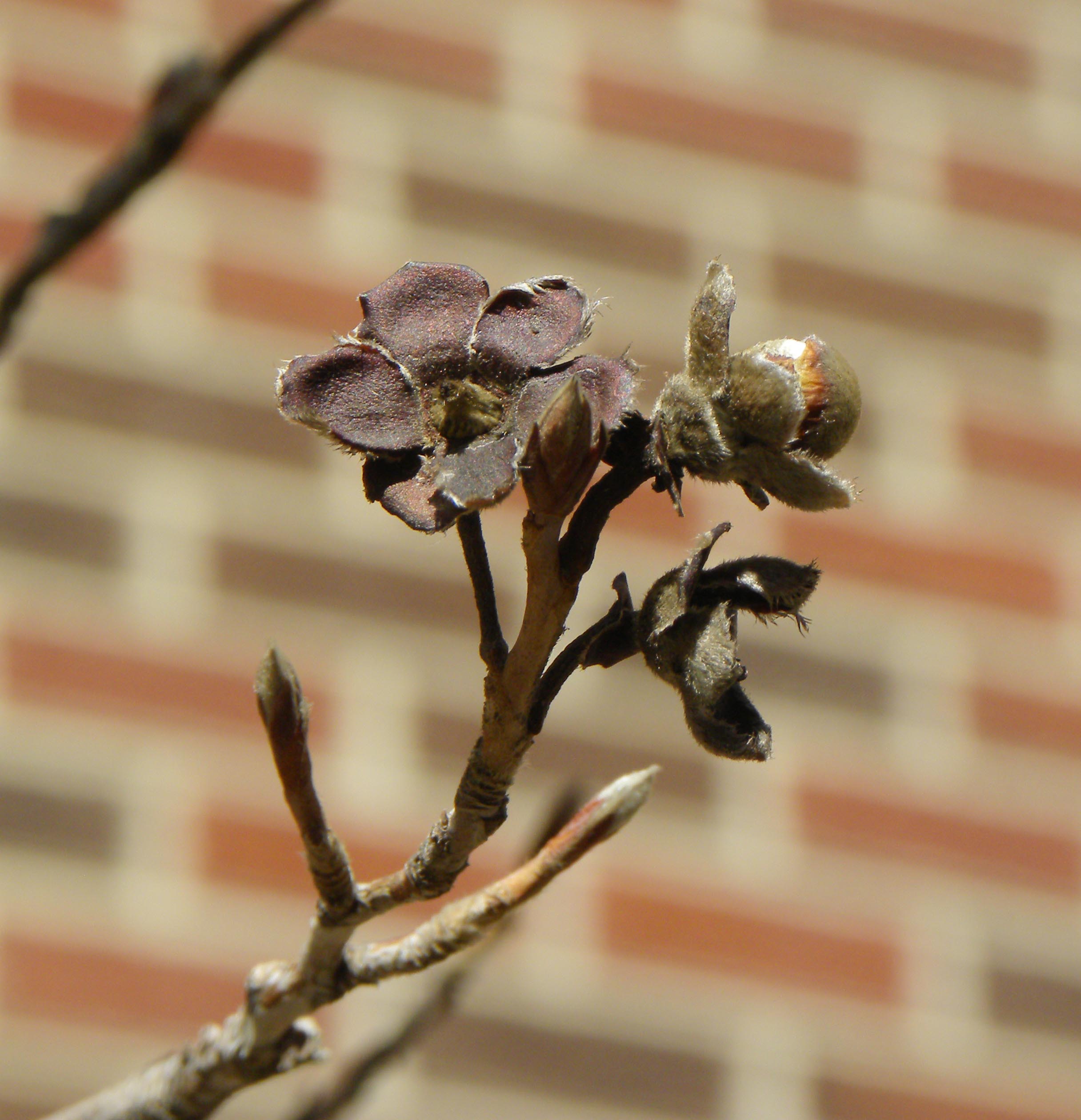 Stewartia pseudocamellia – Purdue Arboretum Explorer