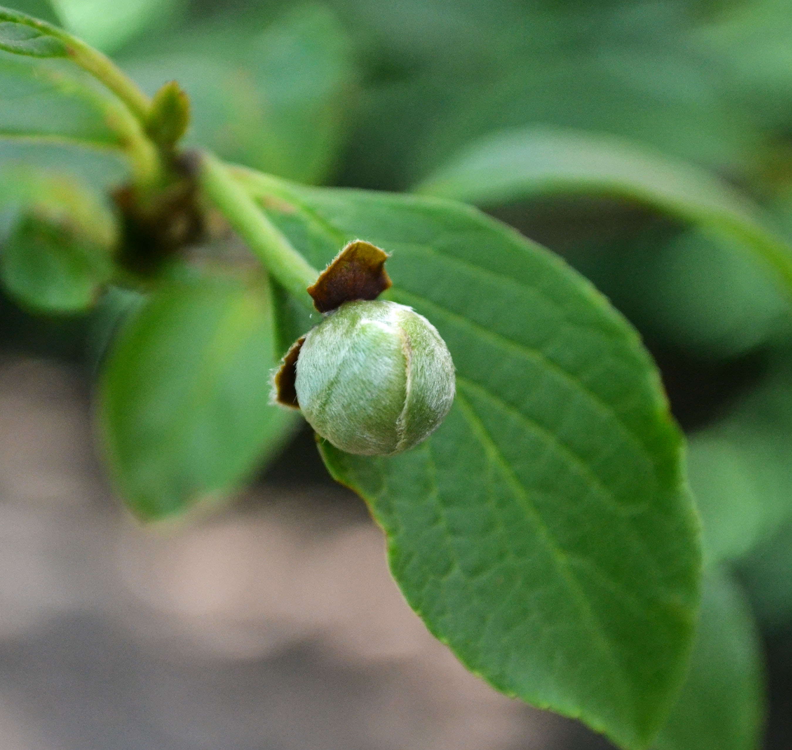 Stewartia pseudocamellia – Purdue Arboretum Explorer
