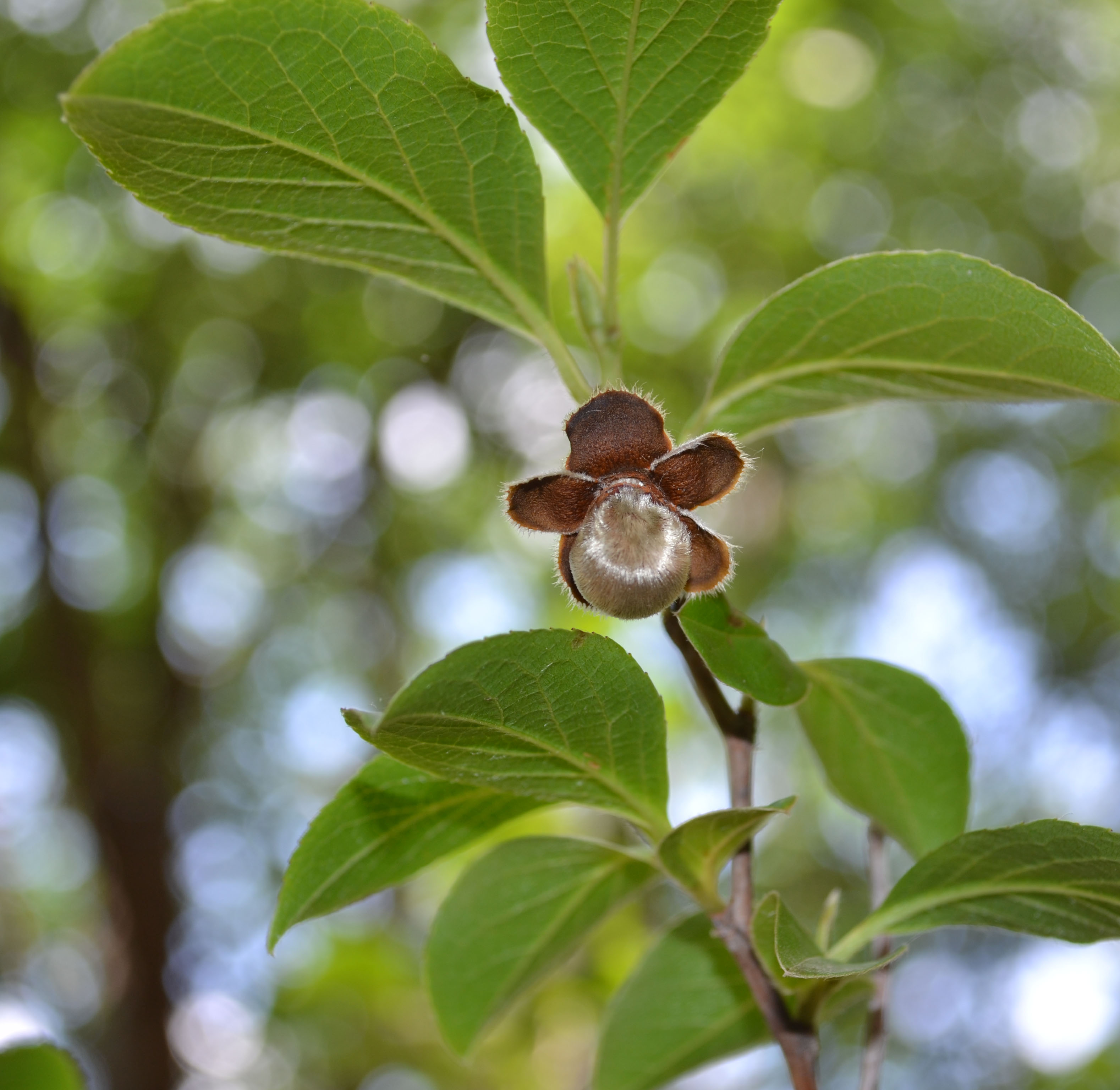 Stewartia pseudocamellia – Purdue Arboretum Explorer