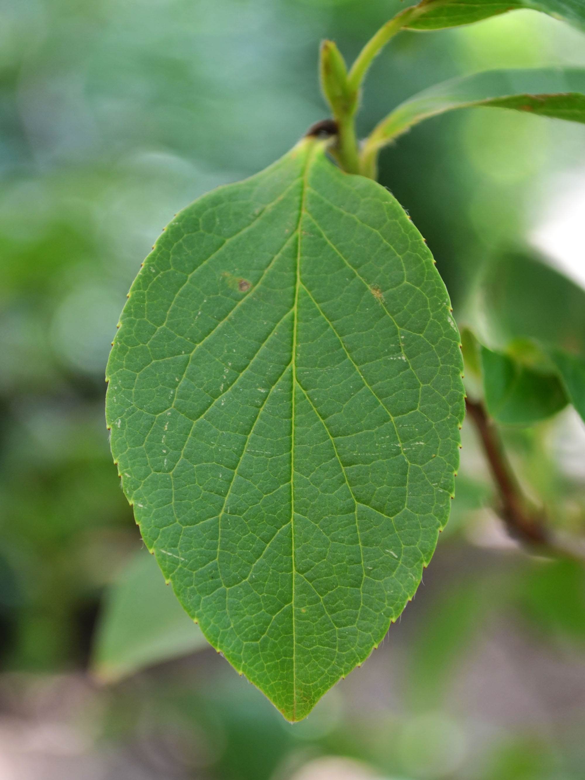 Stewartia pseudocamellia – Purdue Arboretum Explorer