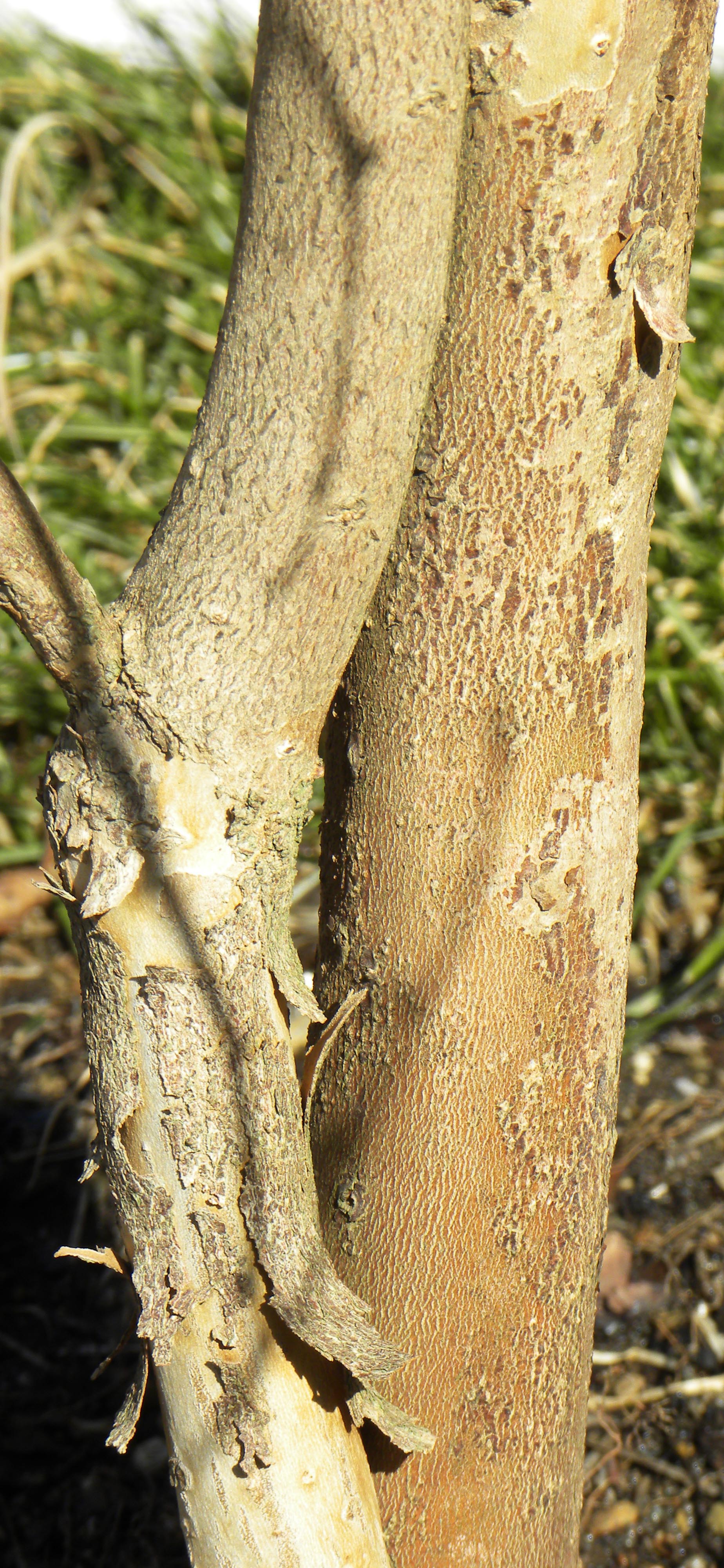 Stewartia pseudocamellia – Purdue Arboretum Explorer