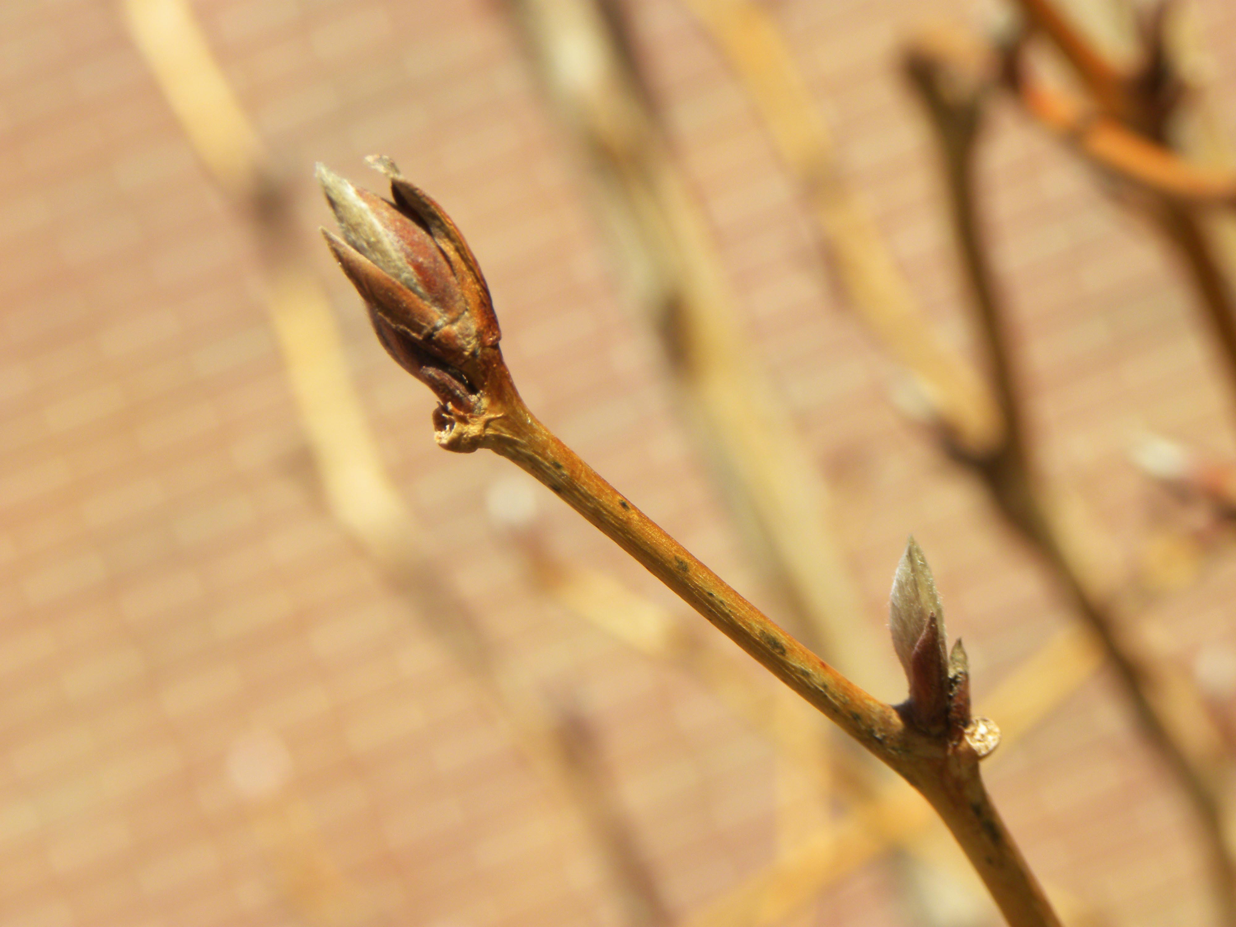 Stewartia pseudocamellia – Purdue Arboretum Explorer