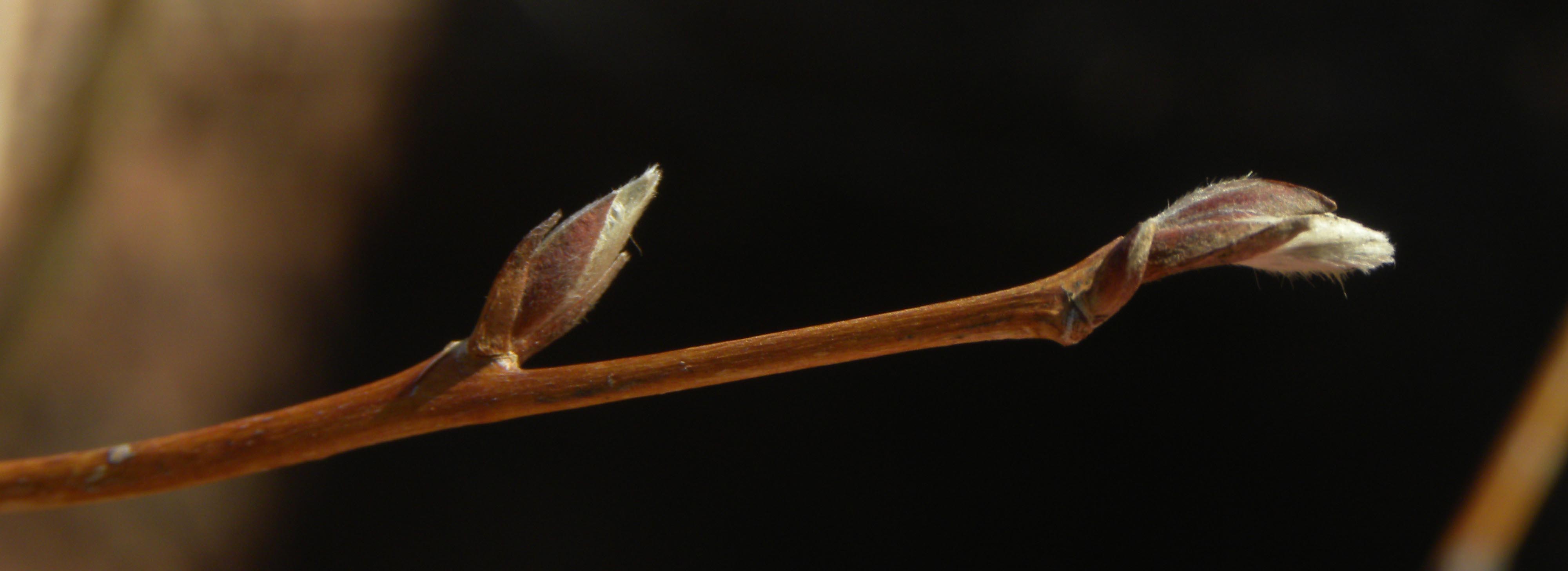 Stewartia pseudocamellia – Purdue Arboretum Explorer