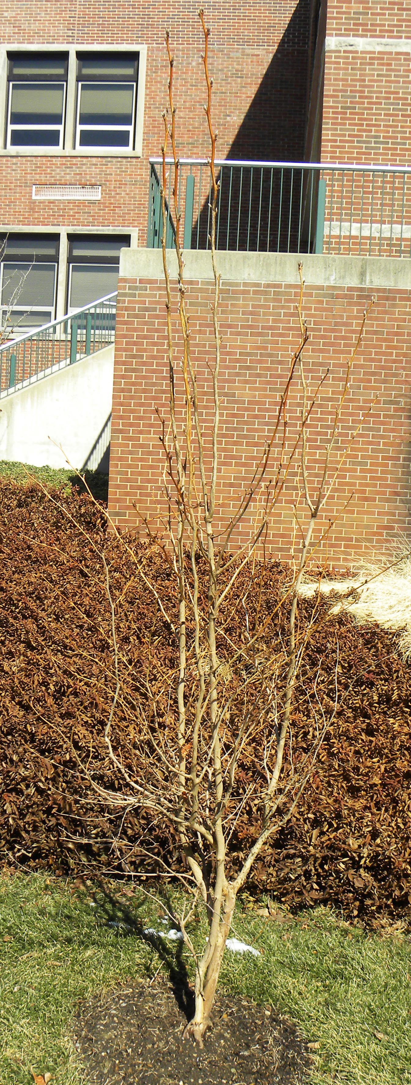 Stewartia pseudocamellia – Purdue Arboretum Explorer