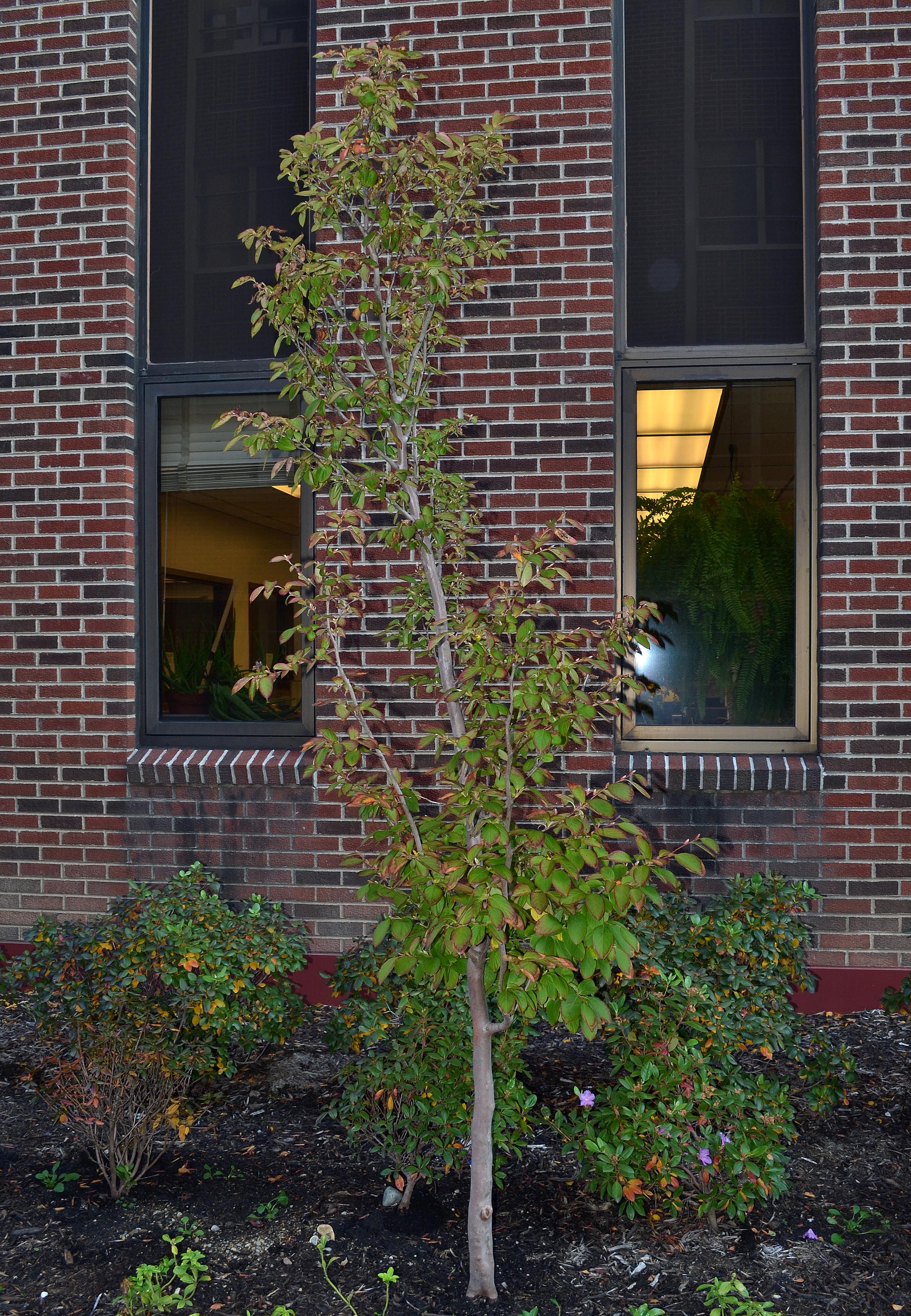 Stewartia pseudocamellia – Purdue Arboretum Explorer