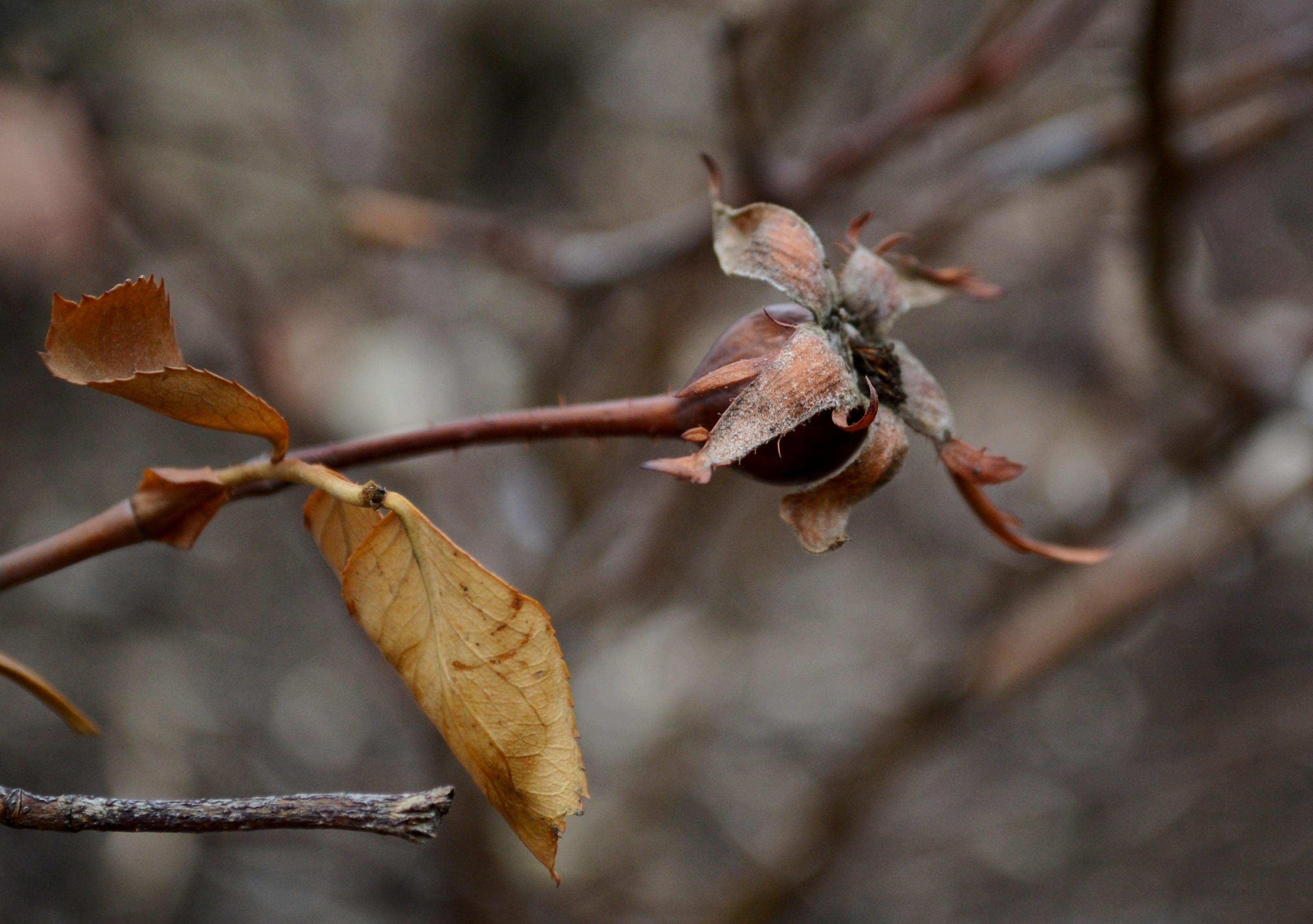 Rosa × ‘Bucbi’ [sold as Carefree Beauty™] – Purdue Arboretum Explorer
