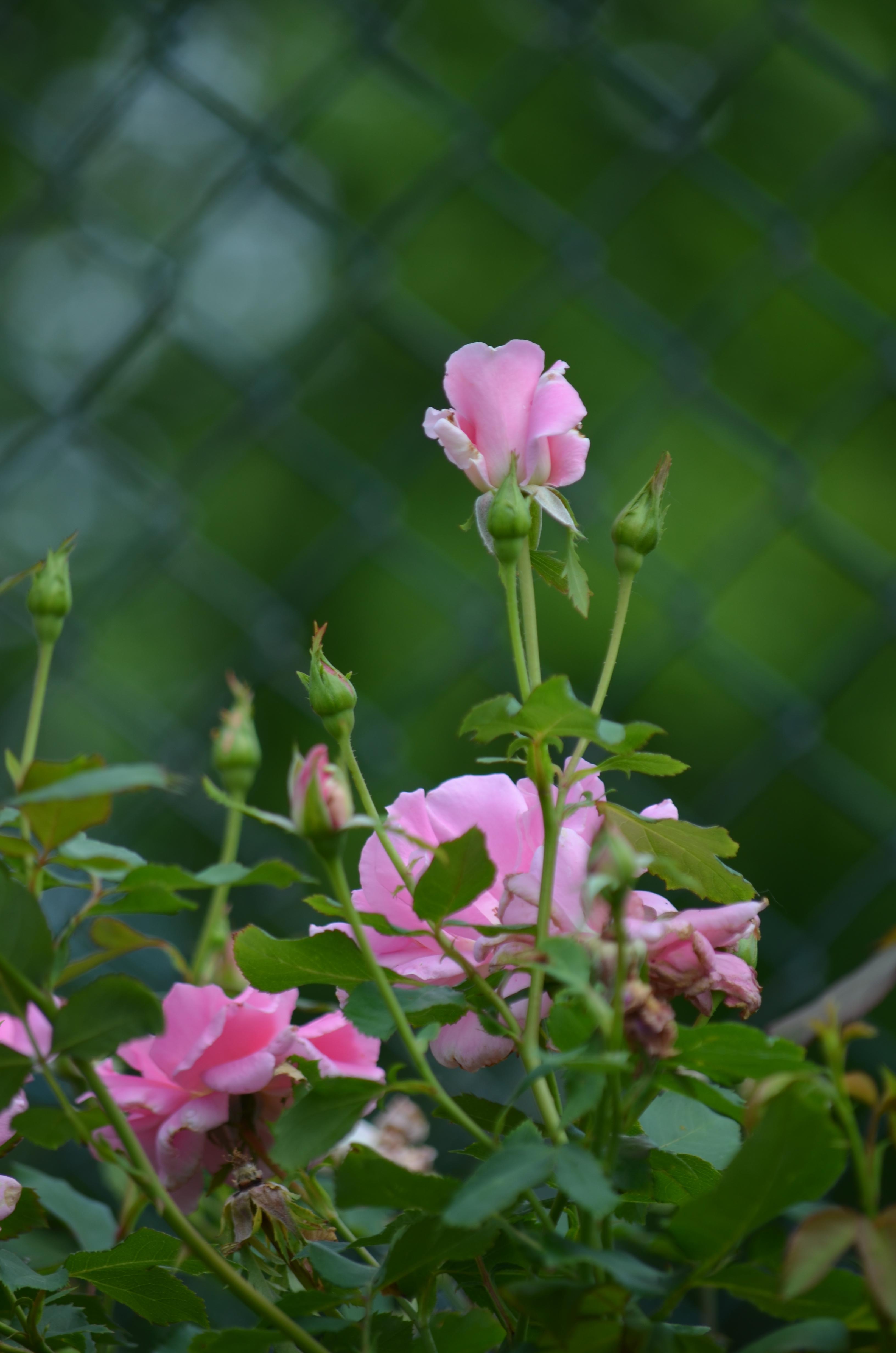 Rosa × ‘Bucbi’ [sold as Carefree Beauty™] – Purdue Arboretum Explorer