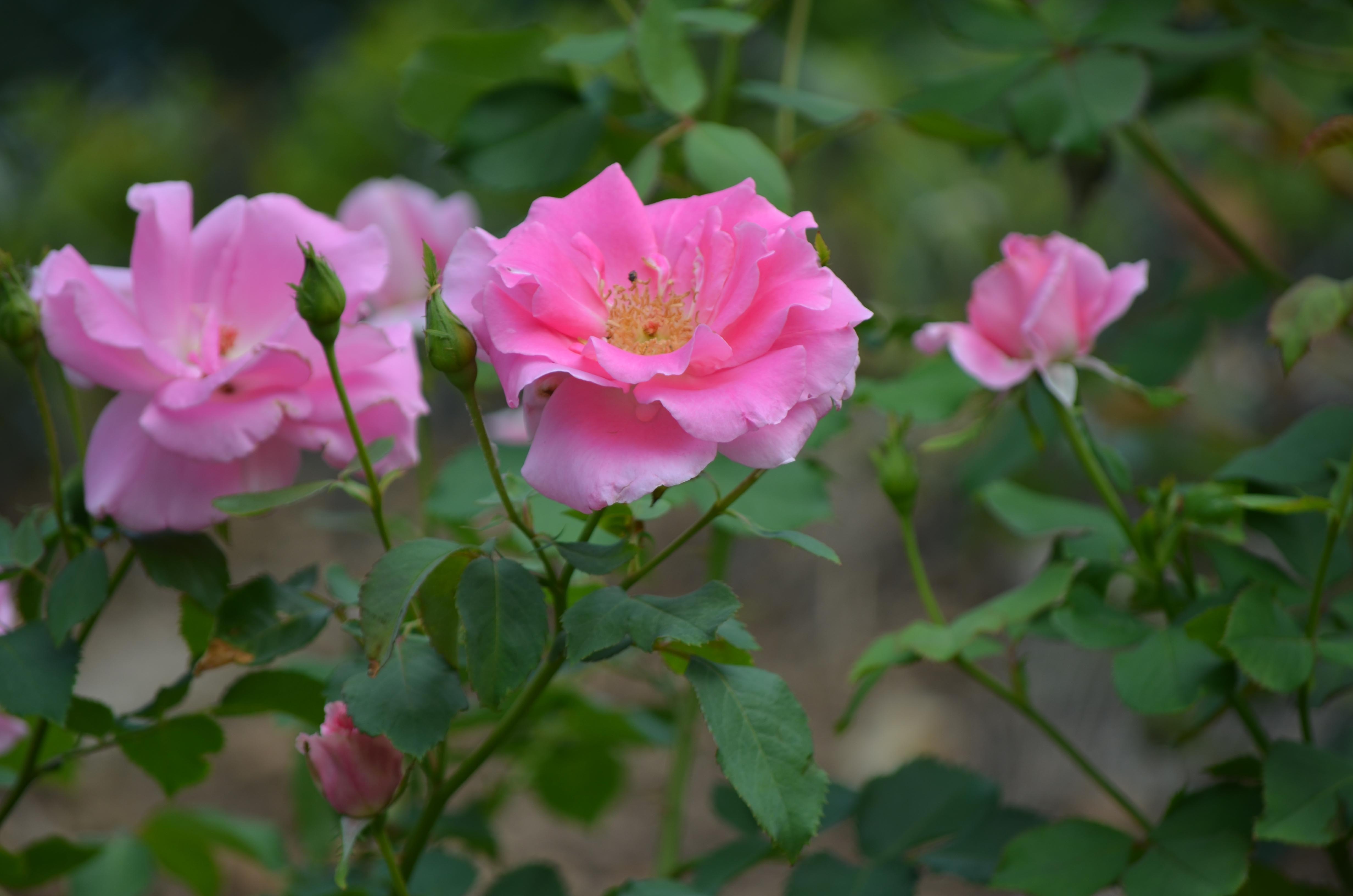 Rosa × ‘Bucbi’ [sold as Carefree Beauty™] – Purdue Arboretum Explorer