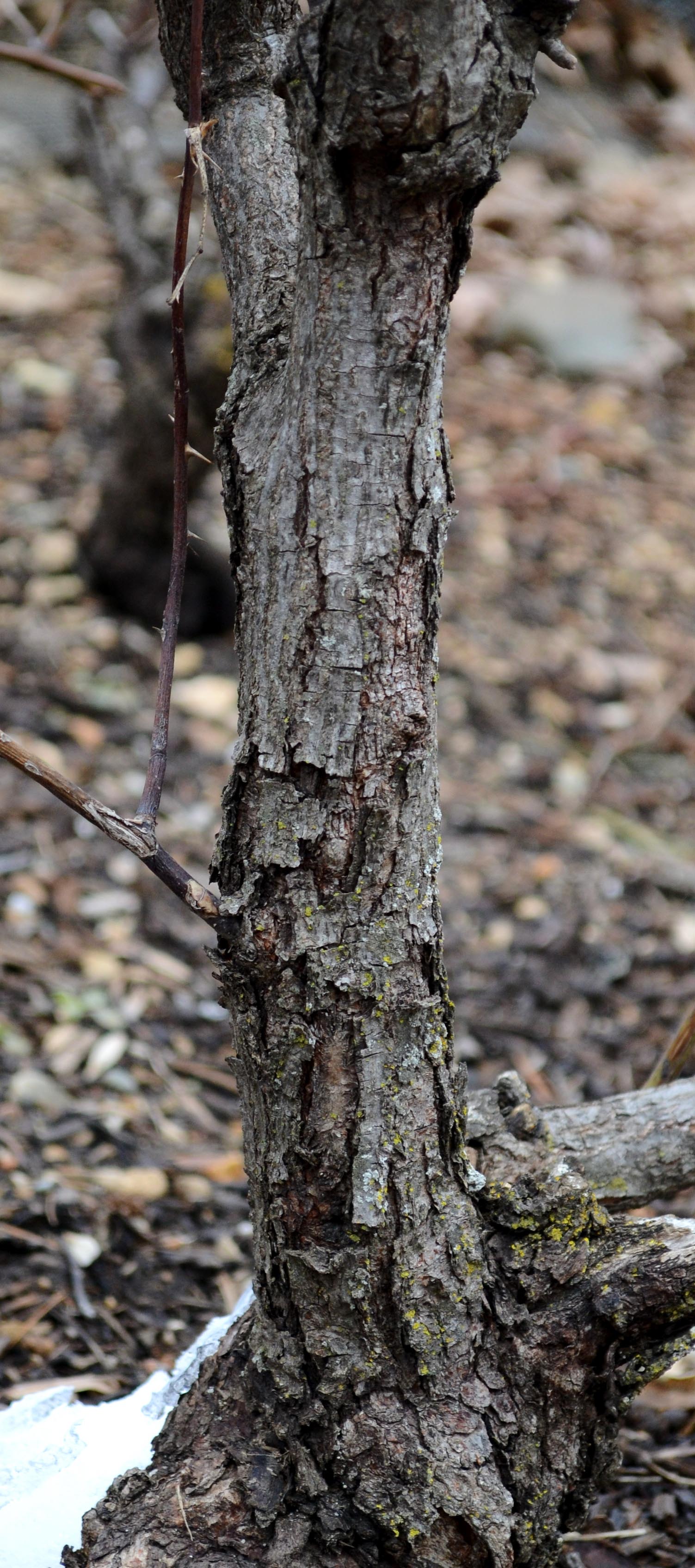 Rosa × ‘Bucbi’ [sold as Carefree Beauty™] – Purdue Arboretum Explorer