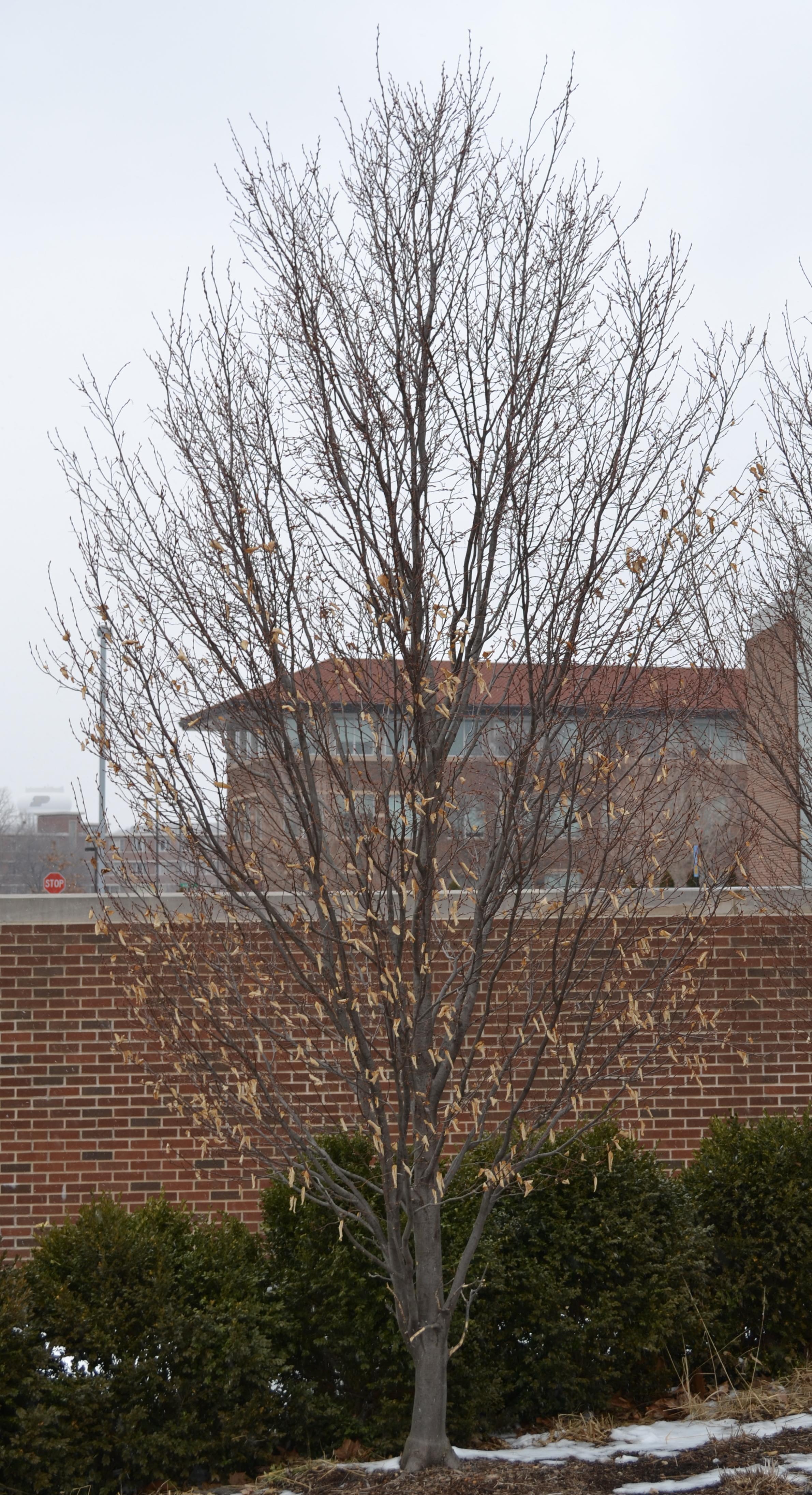 Carpinus betulus ‘Frans Fontaine’ – Purdue Arboretum Explorer
