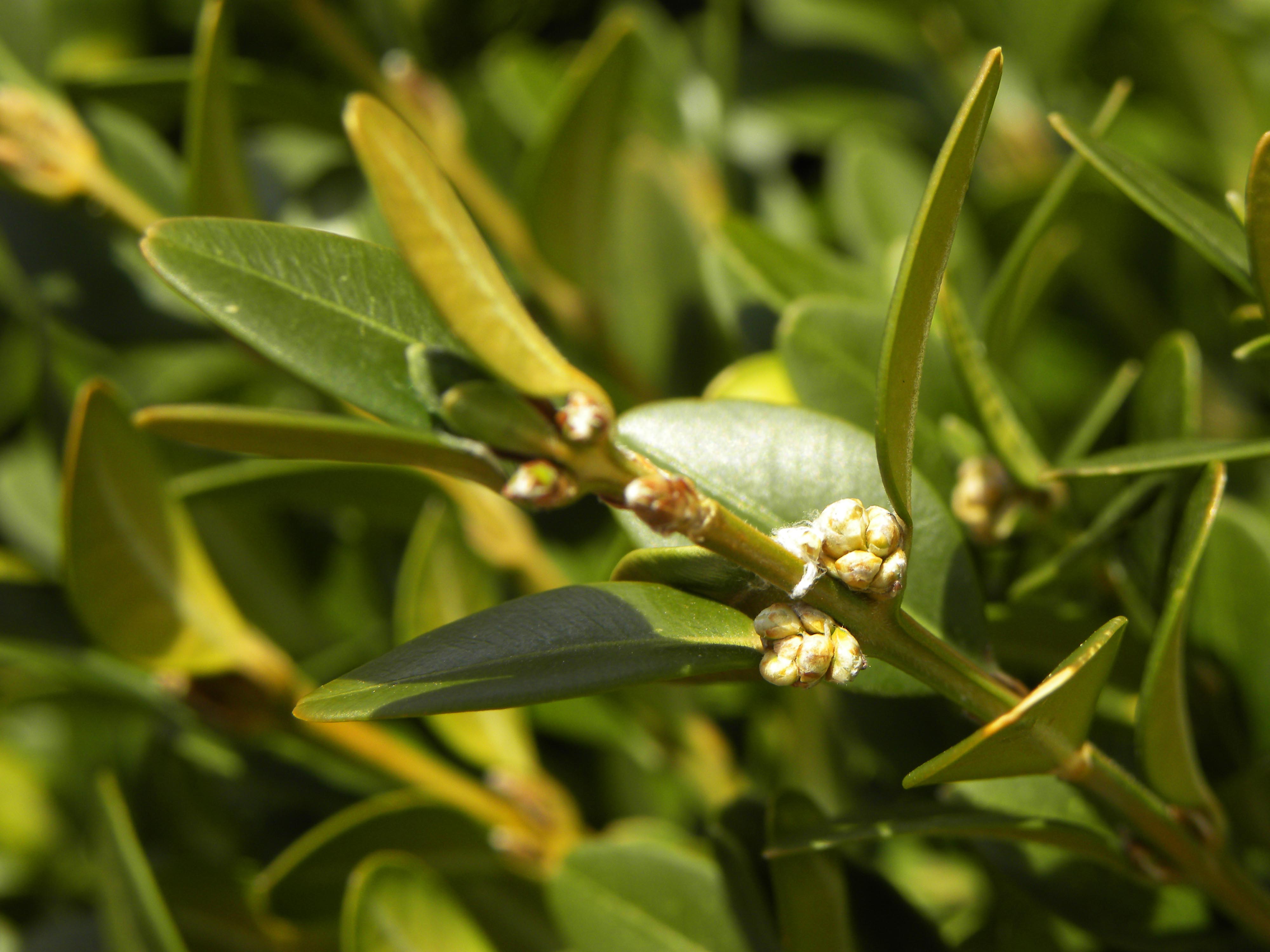 Buxus × ‘Green Mountain’ – Purdue Arboretum Explorer