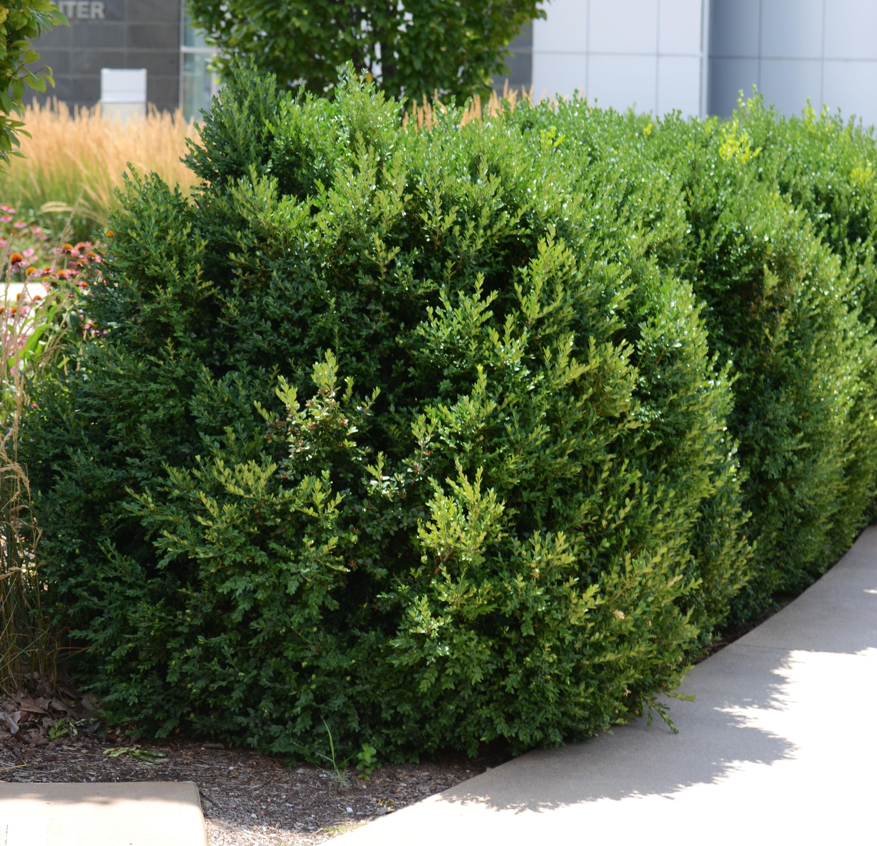 Buxus × ‘Green Mountain’ – Purdue Arboretum Explorer