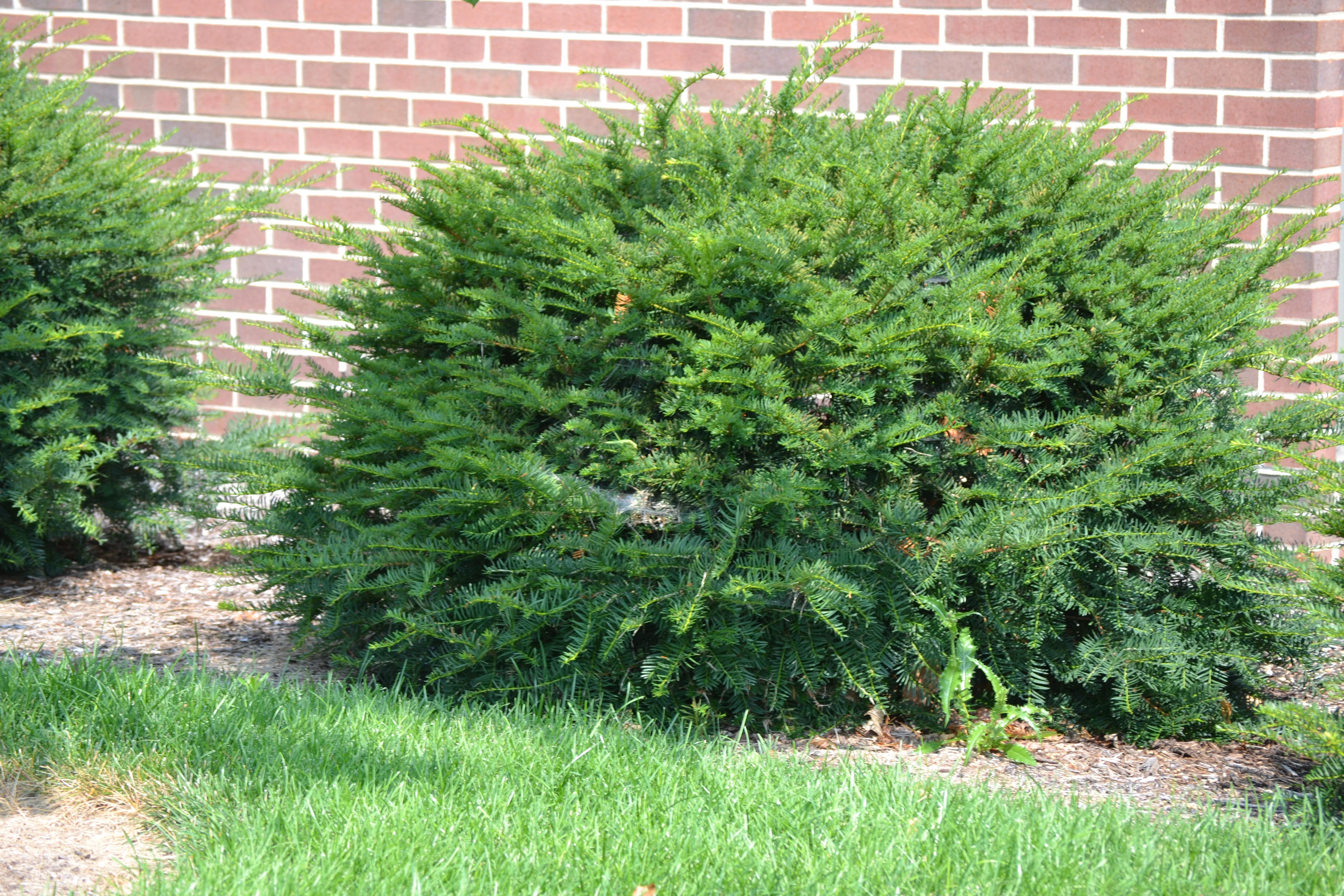 Taxus cuspidata ‘Green Wave’ – Purdue Arboretum Explorer
