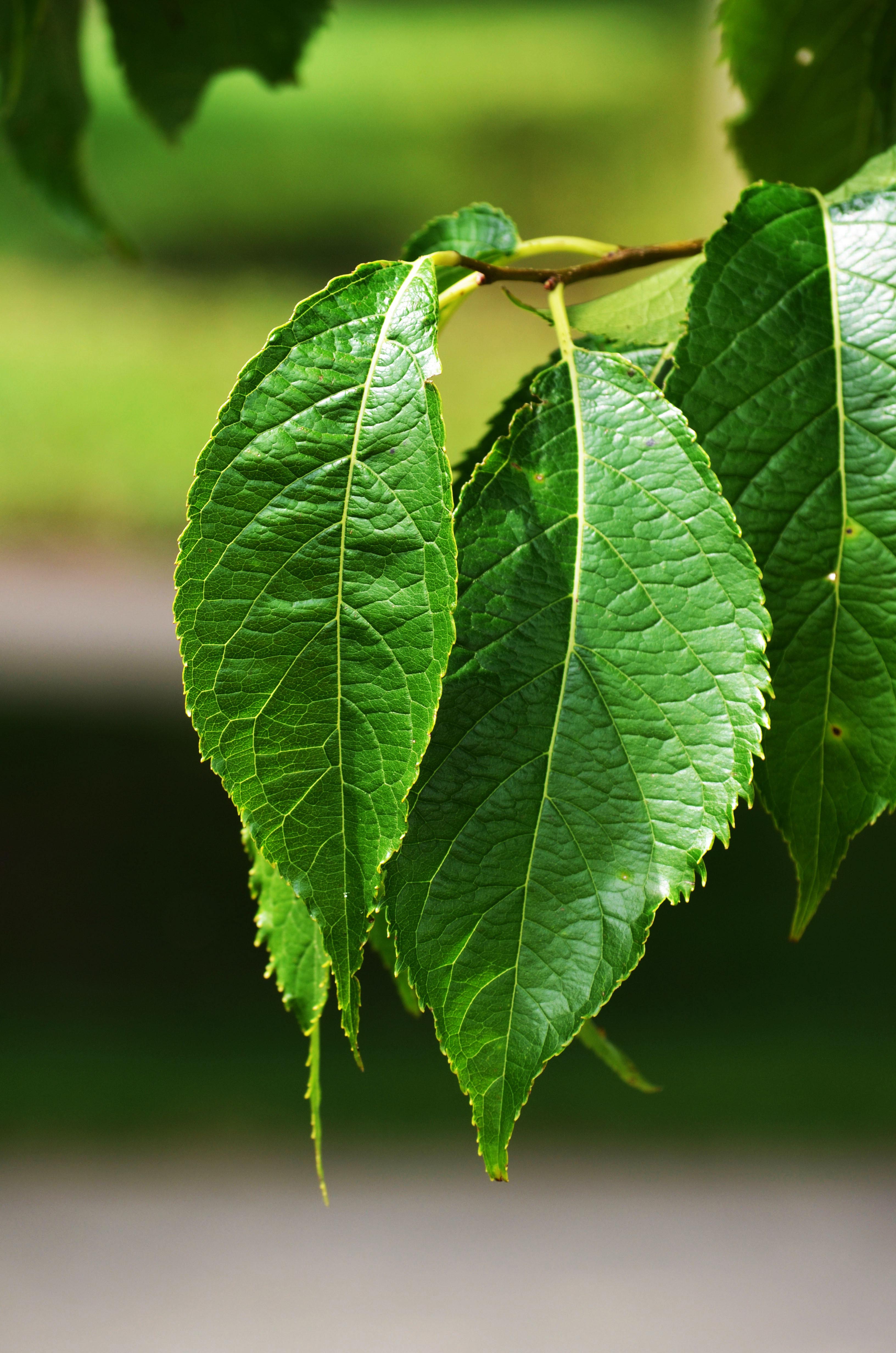 Eucommia ulmoides – Purdue Arboretum Explorer