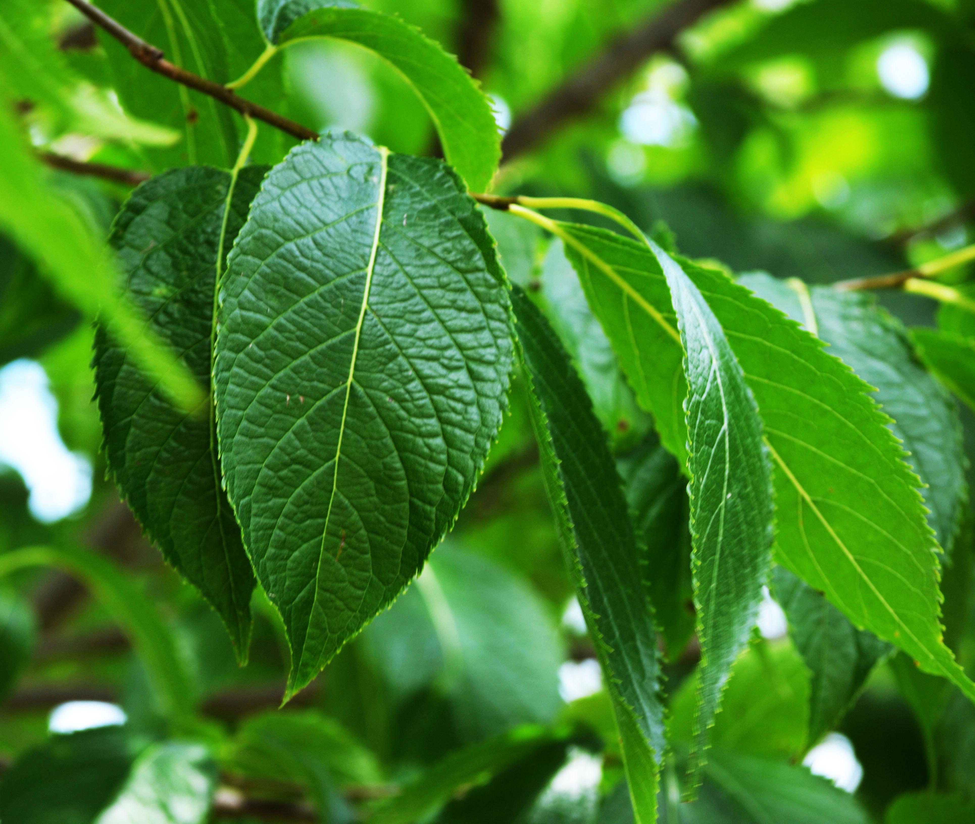 Eucommia ulmoides – Purdue Arboretum Explorer