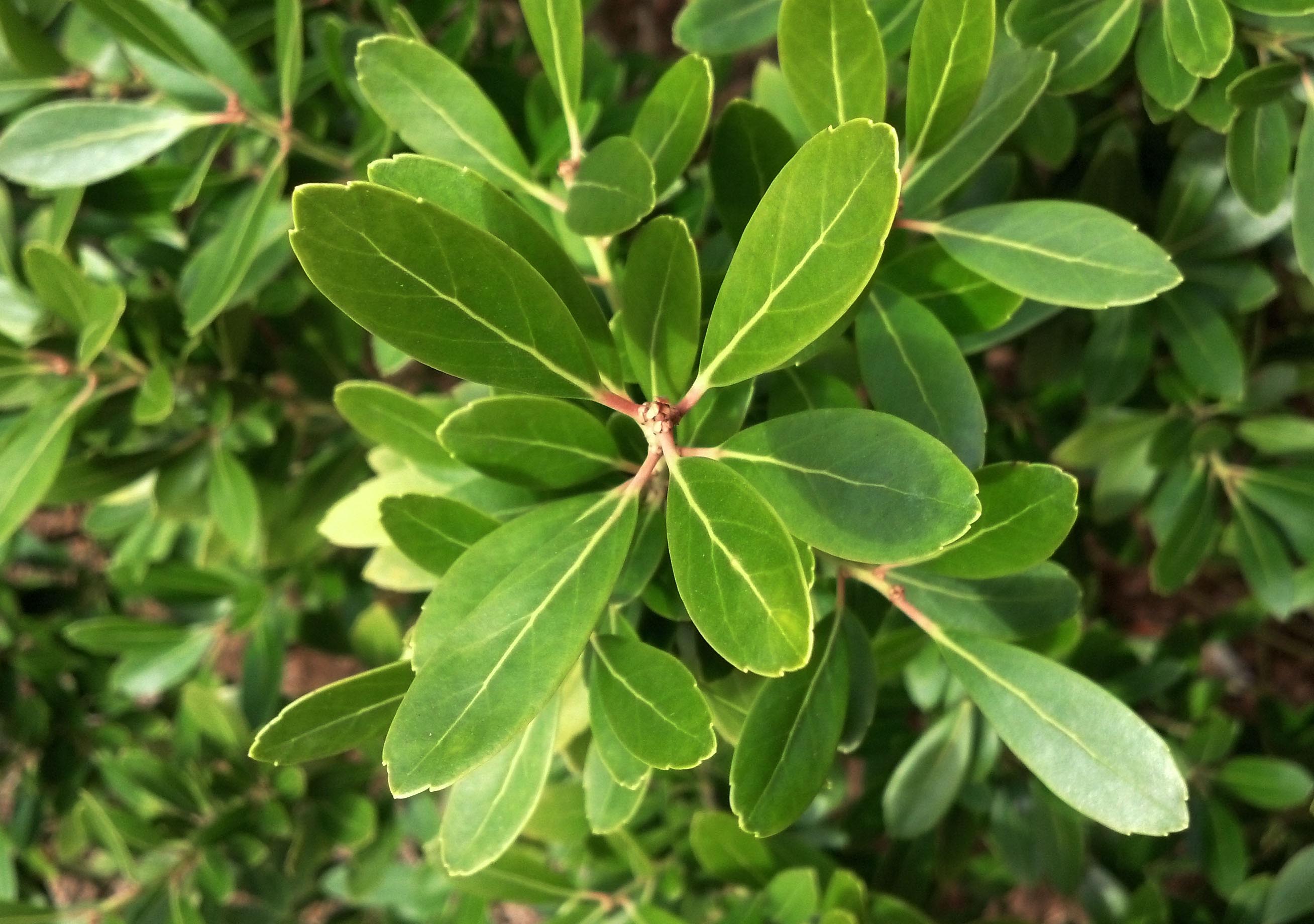 Ilex glabra ‘Compacta’ – Purdue Arboretum Explorer