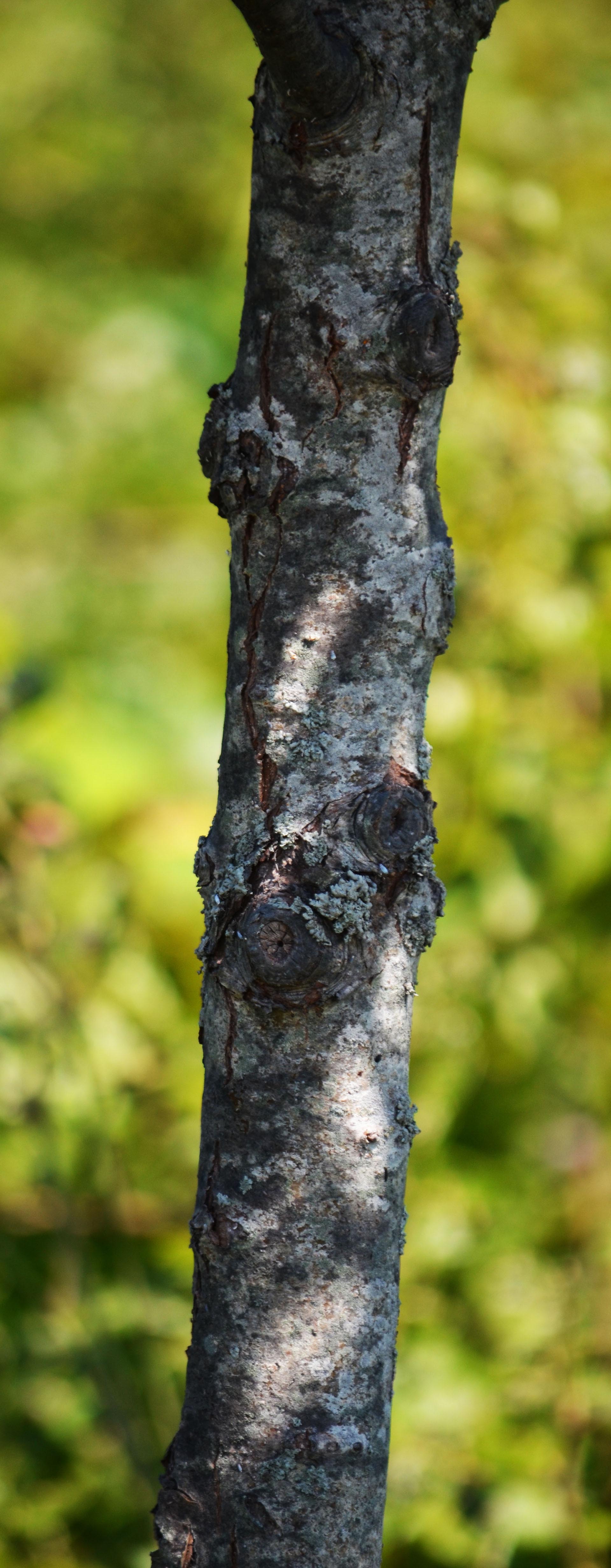 Crataegus crus-galli var. inermis ‘Cruzam’ [sold as Crusader™] – Purdue ...