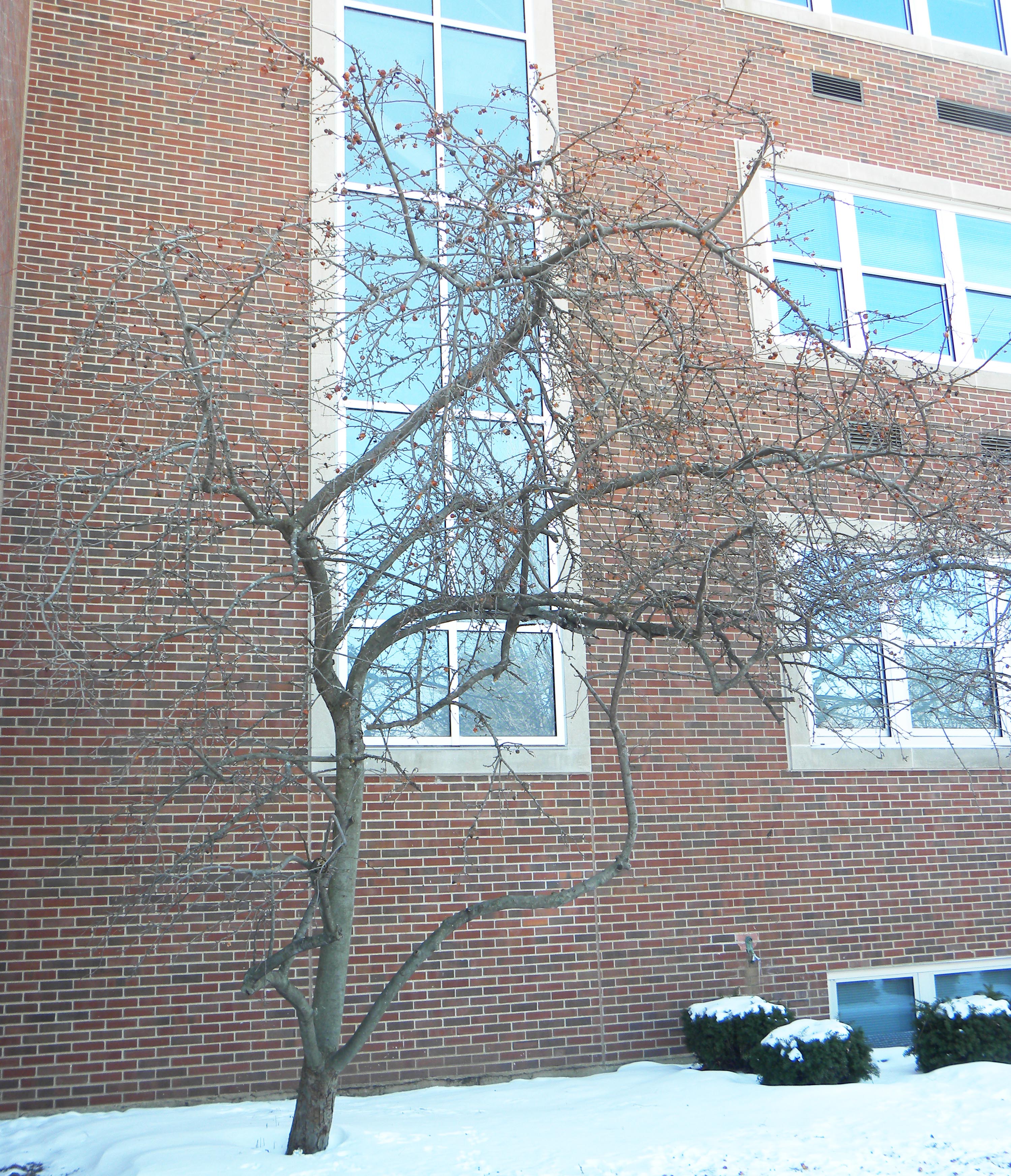 Malus × ‘Ralph Shay’ – Purdue Arboretum Explorer