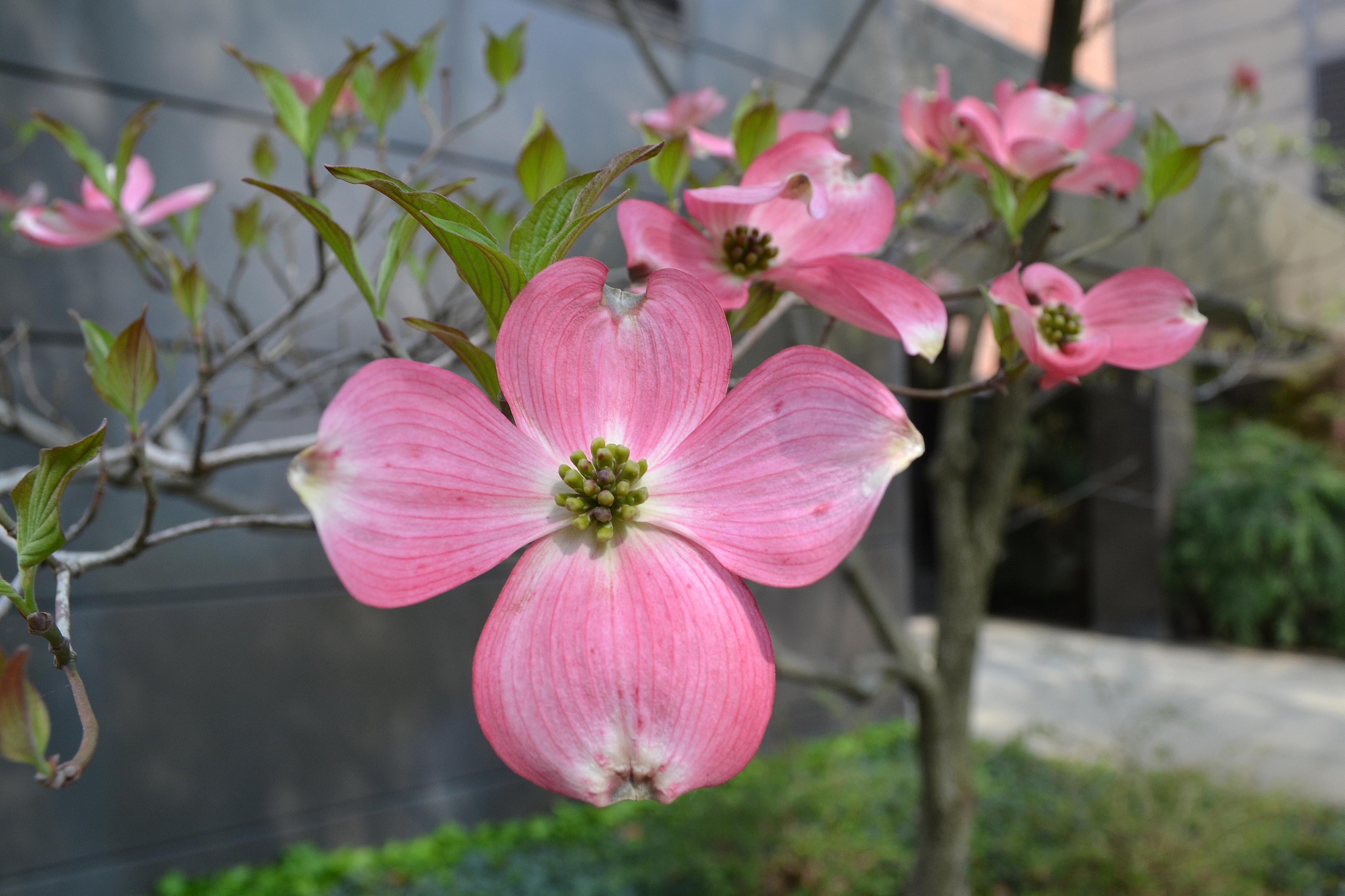Cornus florida var. rubra – Purdue Arboretum Explorer