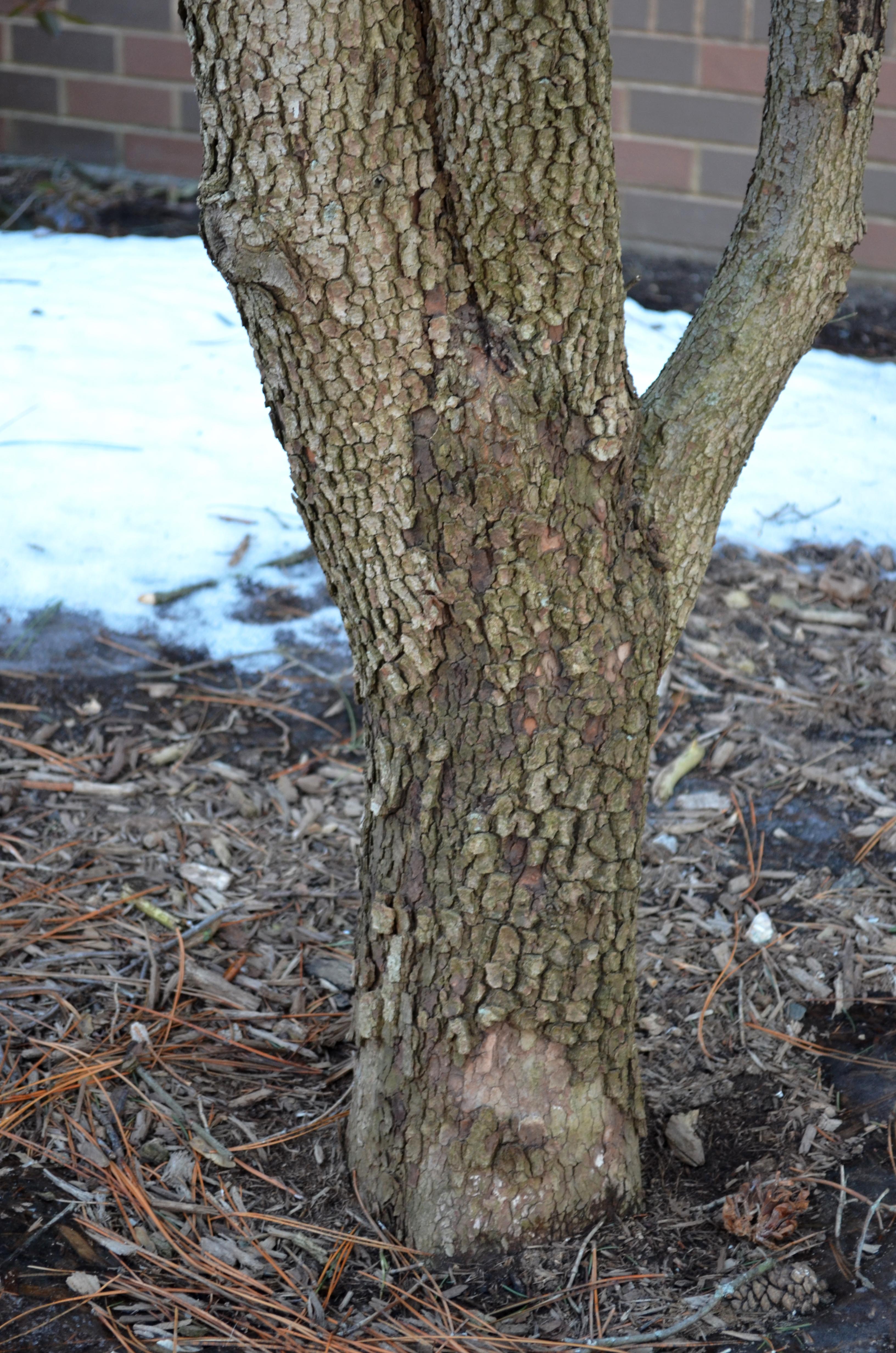 Cornus florida var. rubra – Purdue Arboretum Explorer
