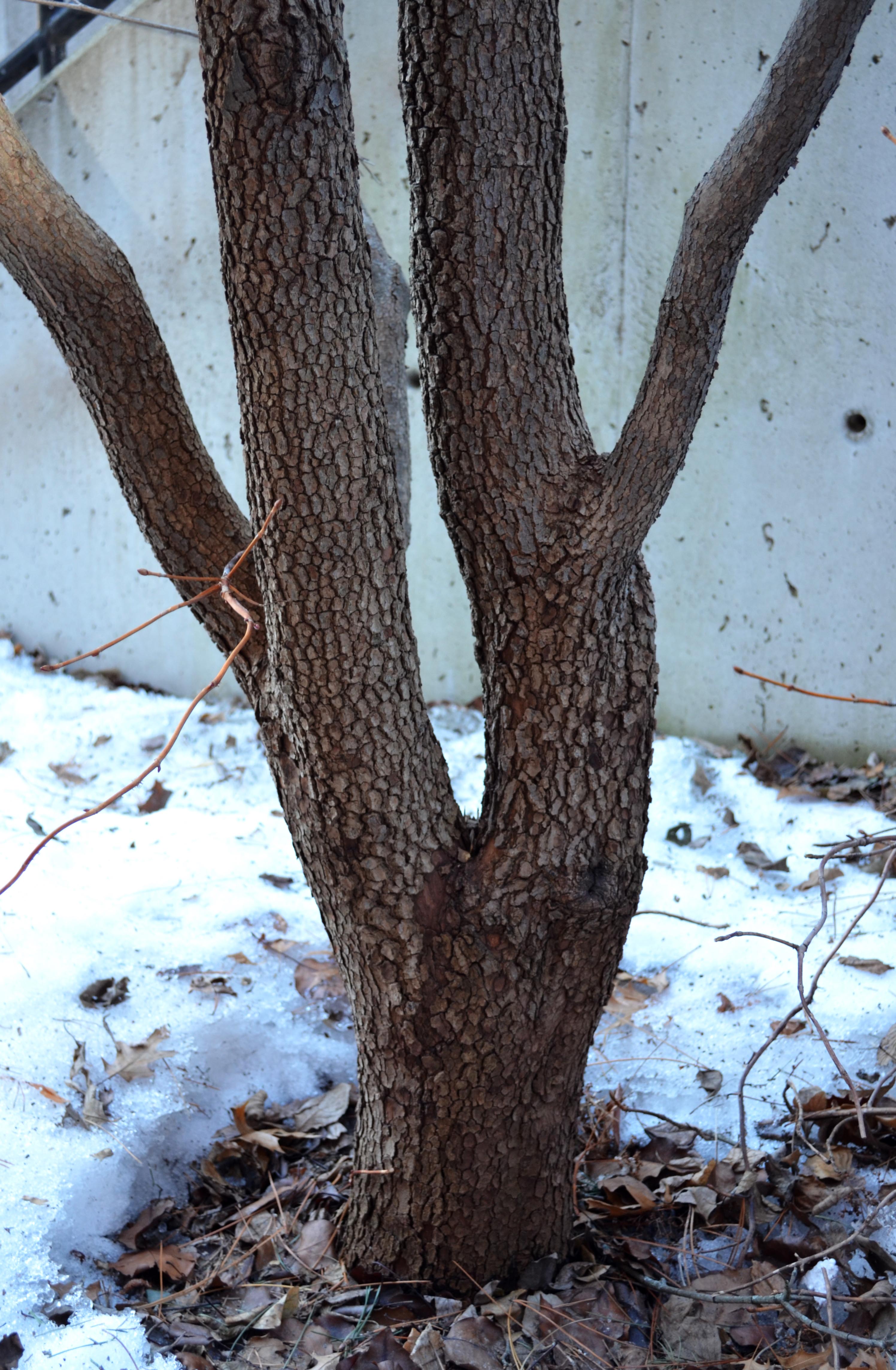 Cornus florida var. rubra – Purdue Arboretum Explorer