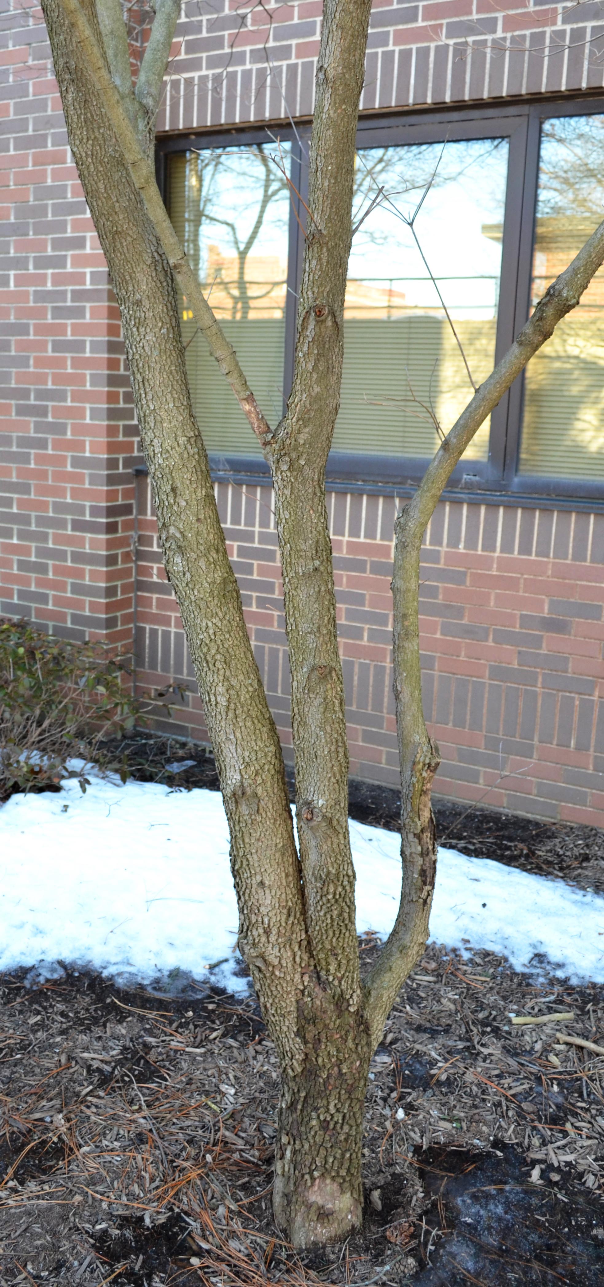 Cornus florida var. rubra – Purdue Arboretum Explorer