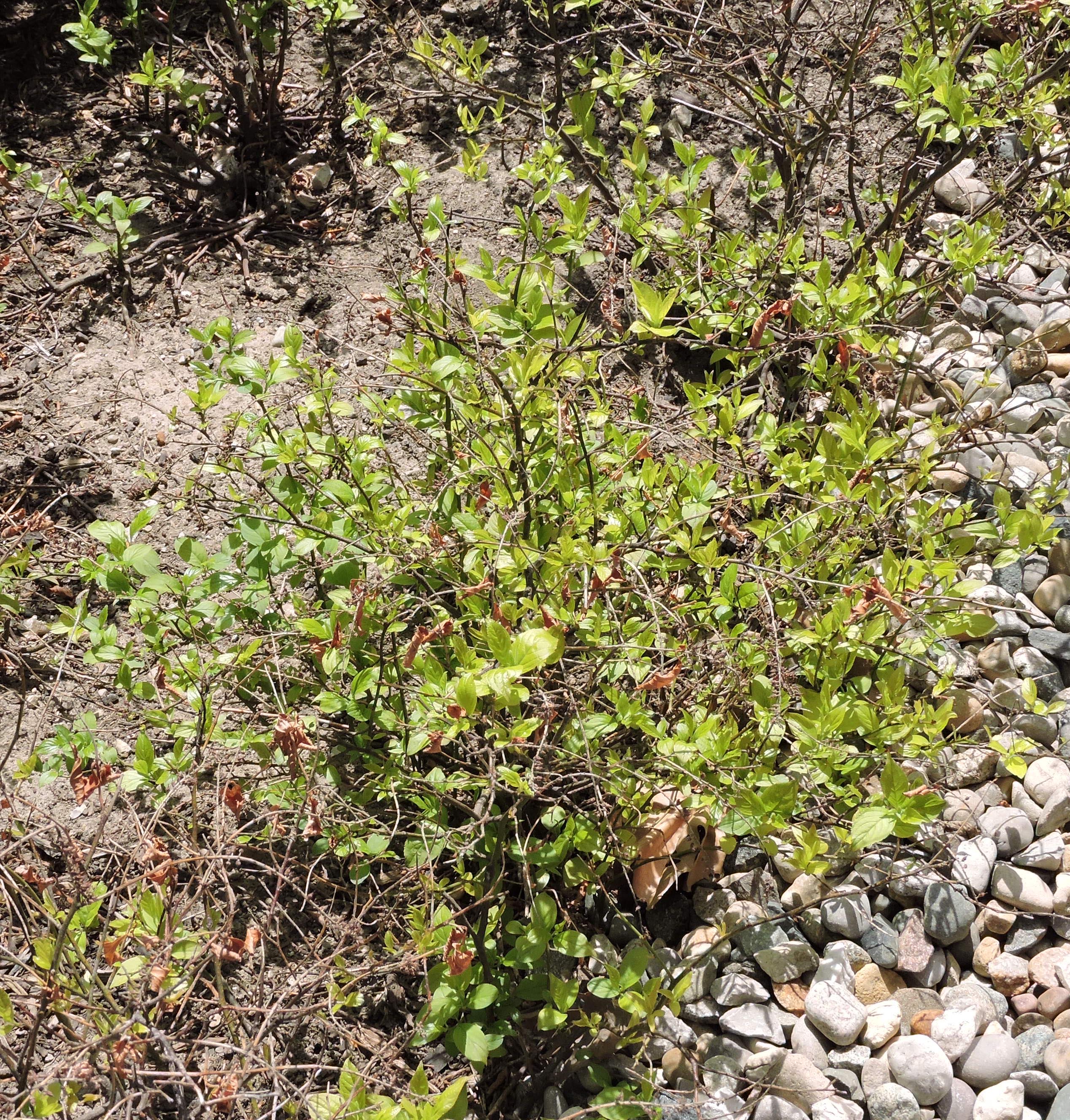 Itea virginica ‘Sprich’ [sold as Little Henry™] – Purdue Arboretum Explorer