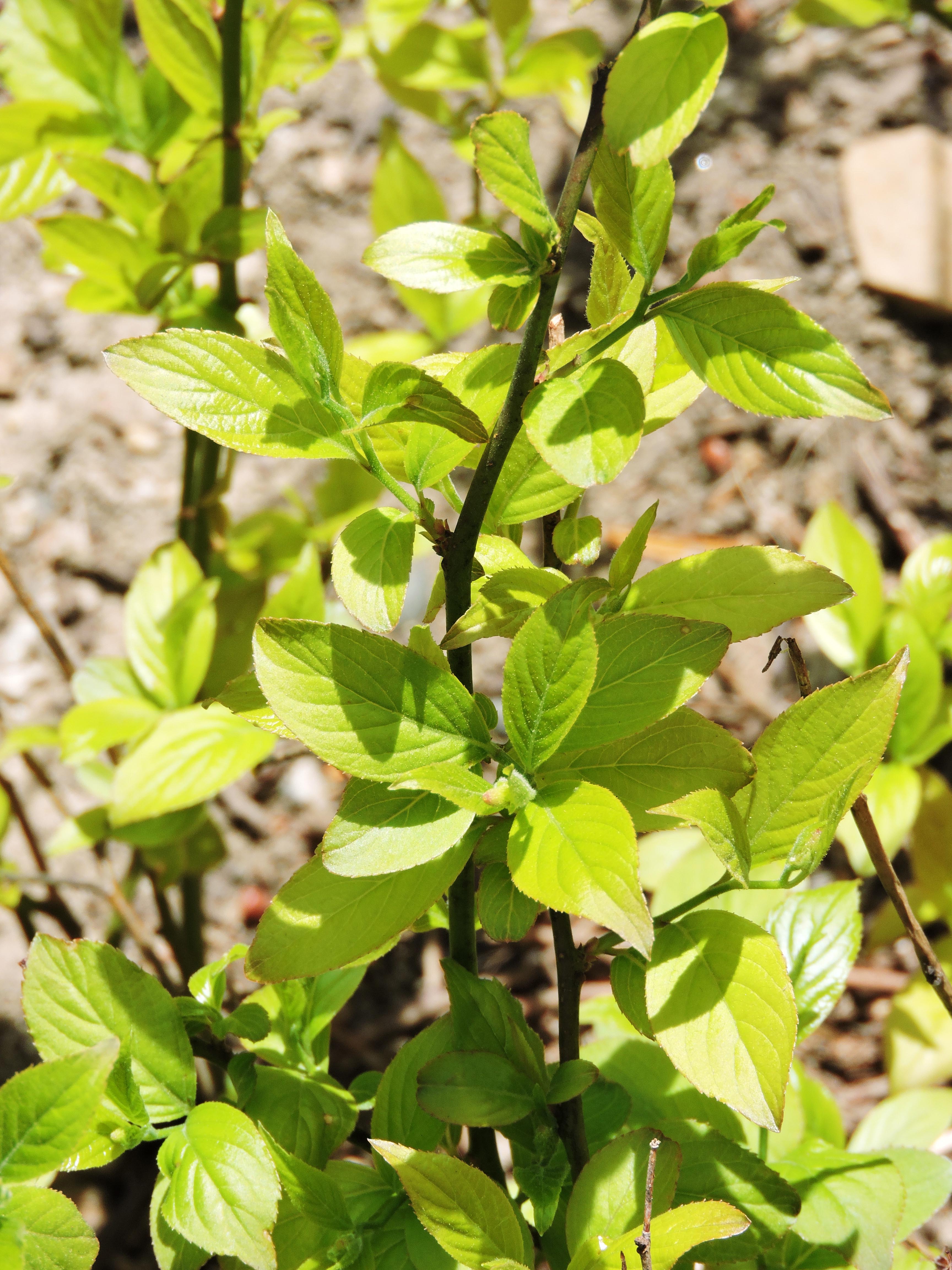 Itea virginica ‘Sprich’ [sold as Little Henry™] – Purdue Arboretum Explorer