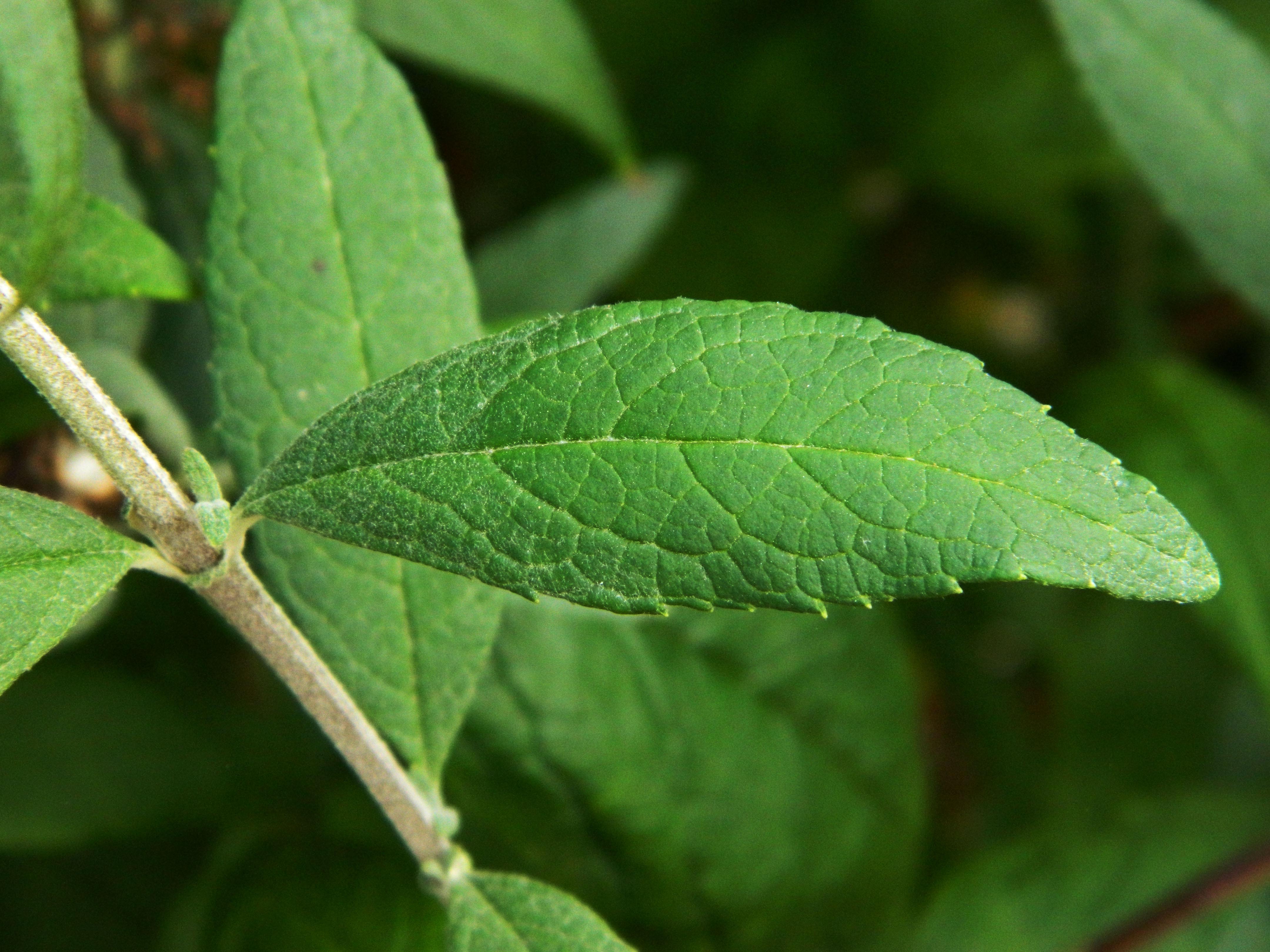 Buddleia davidii ‘Peakeep’ [sold as Peacock™] – Purdue Arboretum Explorer