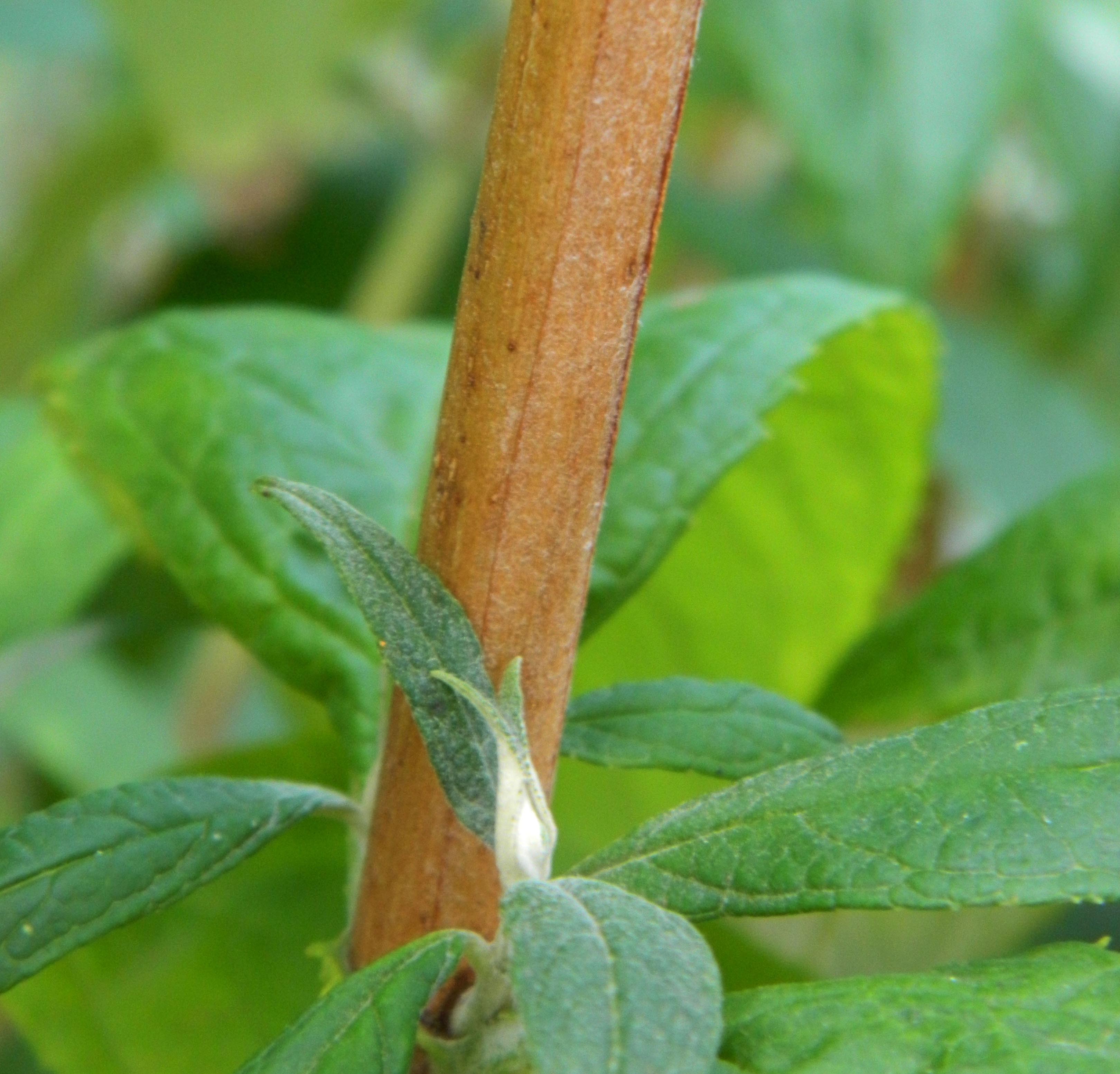 Buddleia davidii ‘Peakeep’ [sold as Peacock™] – Purdue Arboretum Explorer
