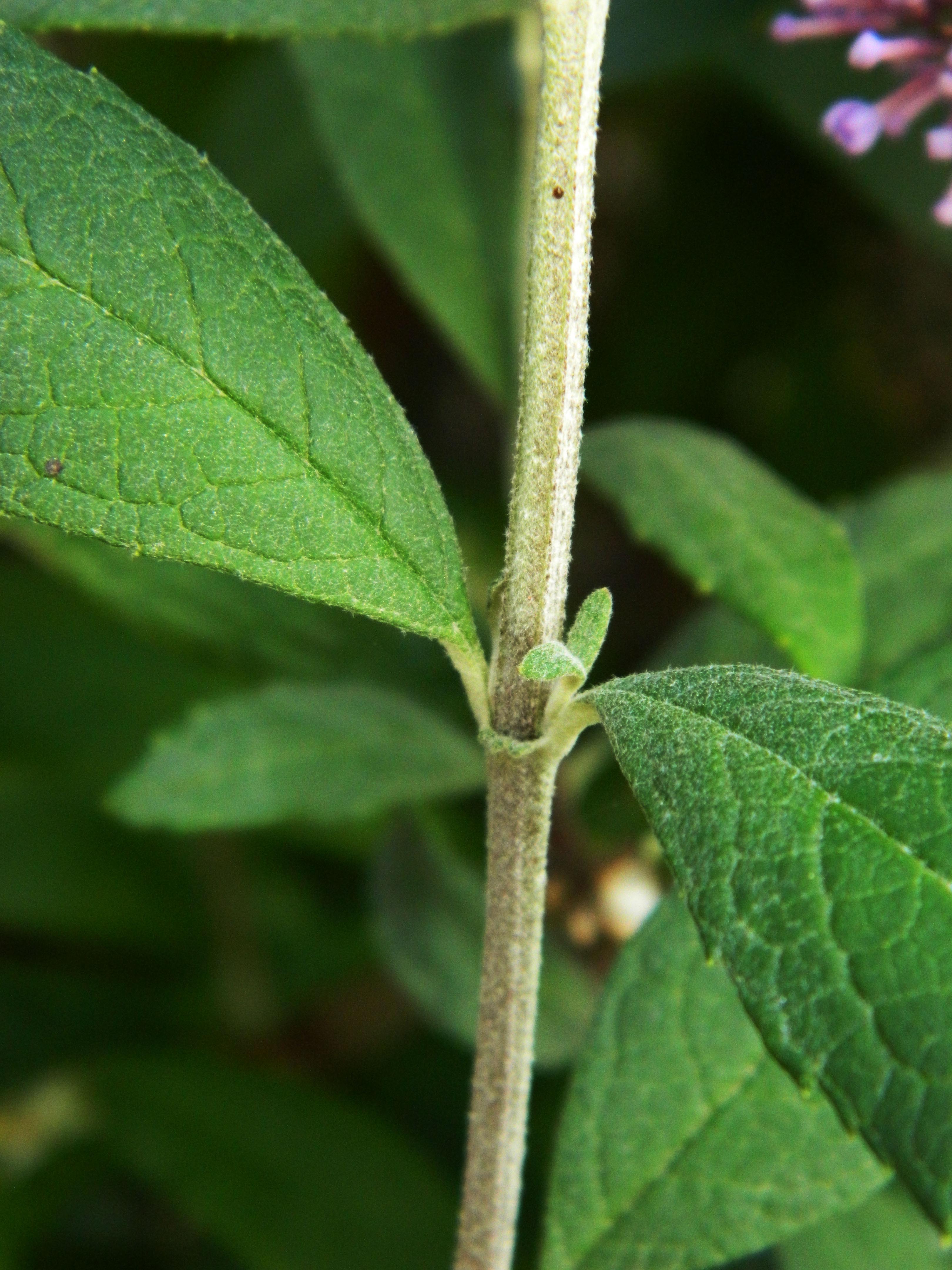 Buddleia davidii ‘Peakeep’ [sold as Peacock™] – Purdue Arboretum Explorer