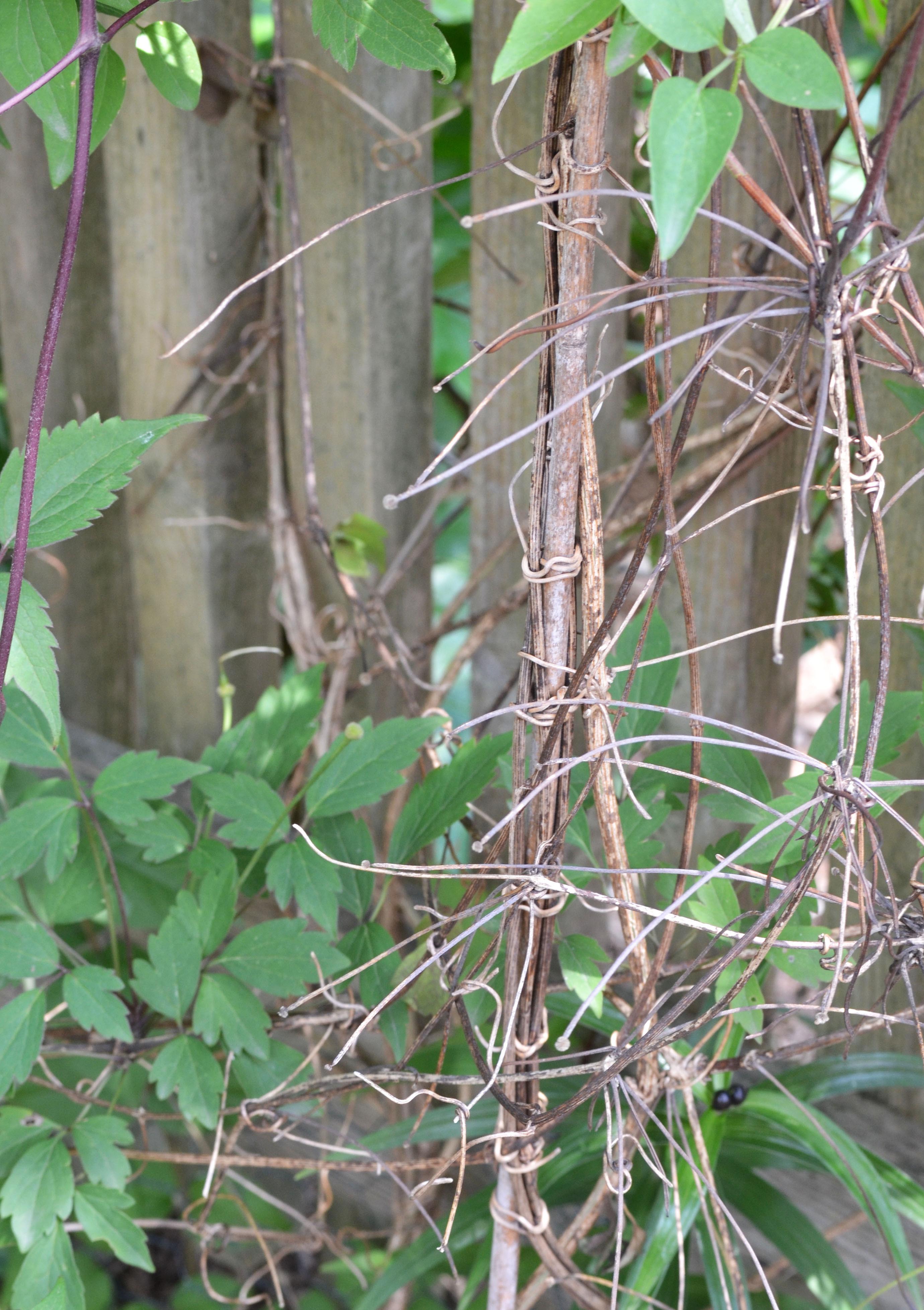 Clematis montana ‘Mayleen’ – Purdue Arboretum Explorer