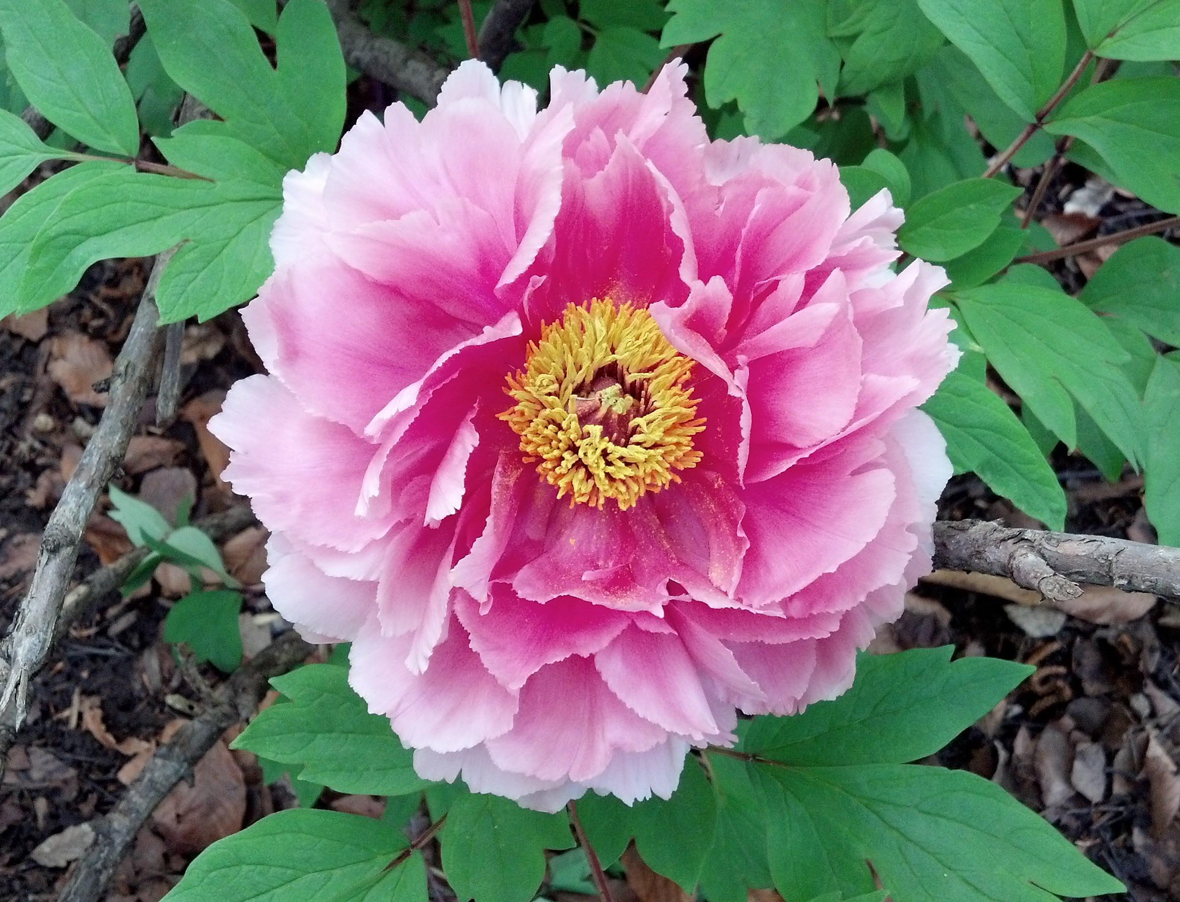 Paeonia × suffruticosa ‘Hana-kisoi’ [sold as Floral Rivalry™] – Purdue ...
