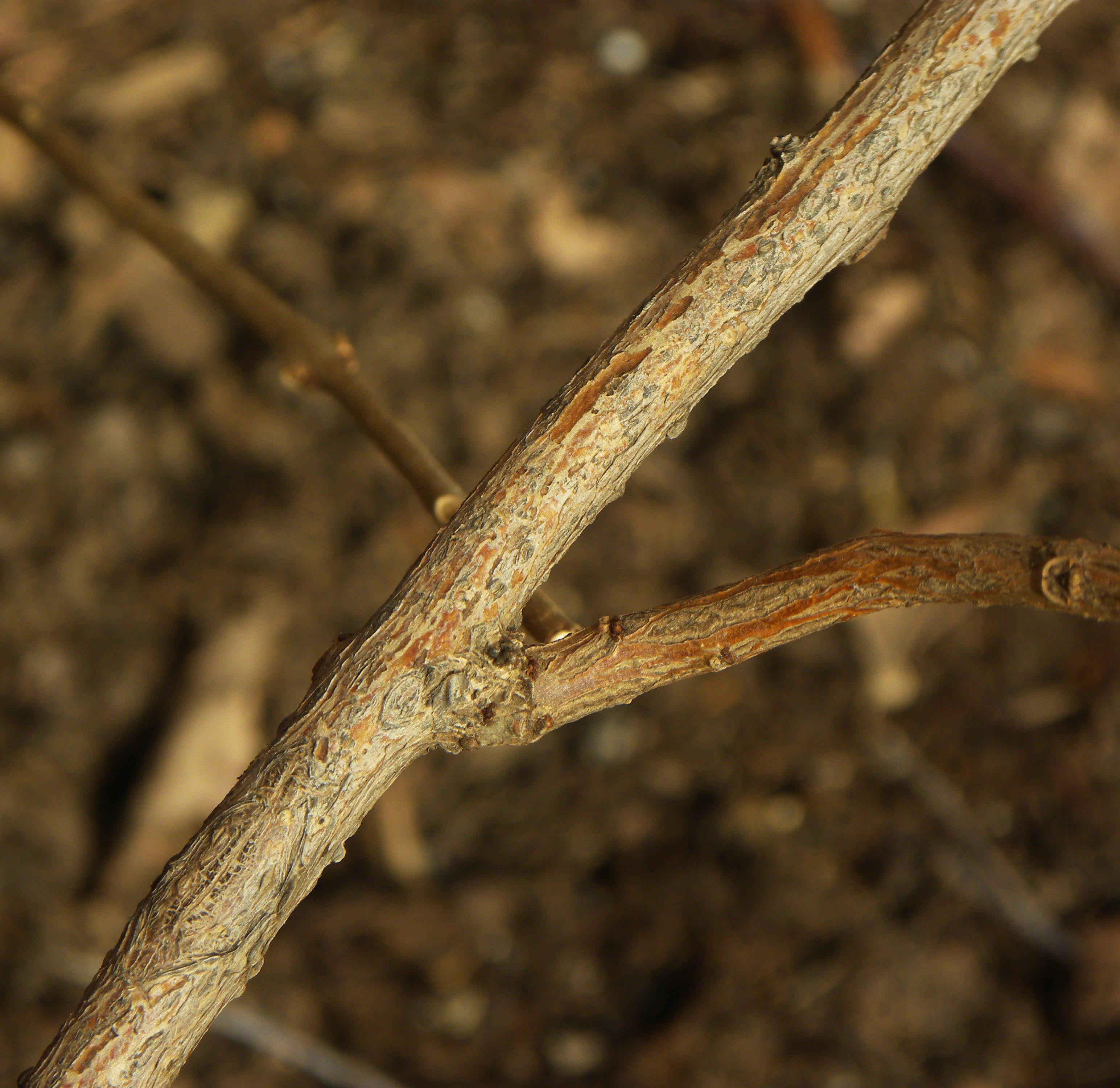 Clerodendrum trichotomum – Purdue Arboretum Explorer