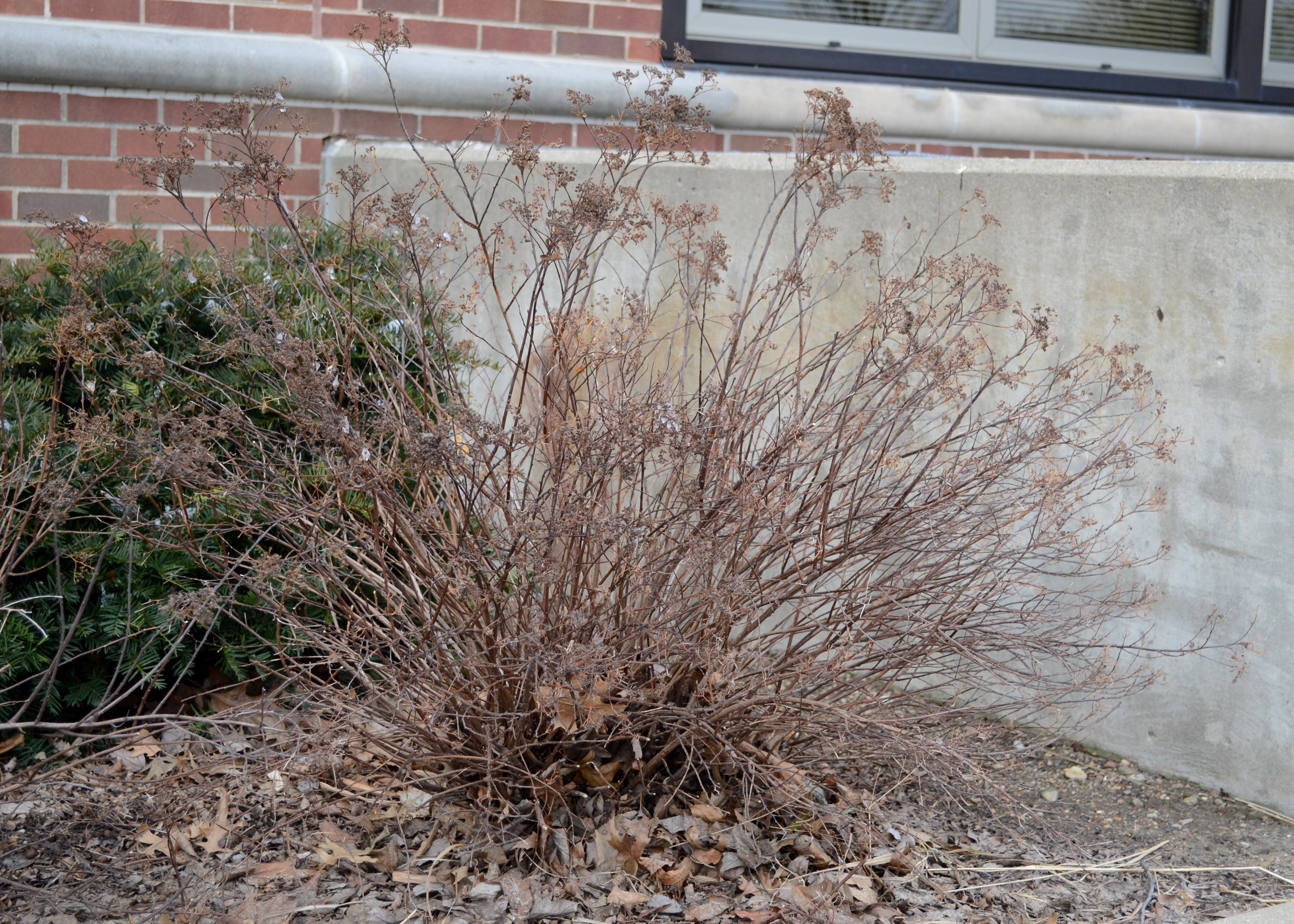 Spiraea japonica ‘Genpei’ – Purdue Arboretum Explorer