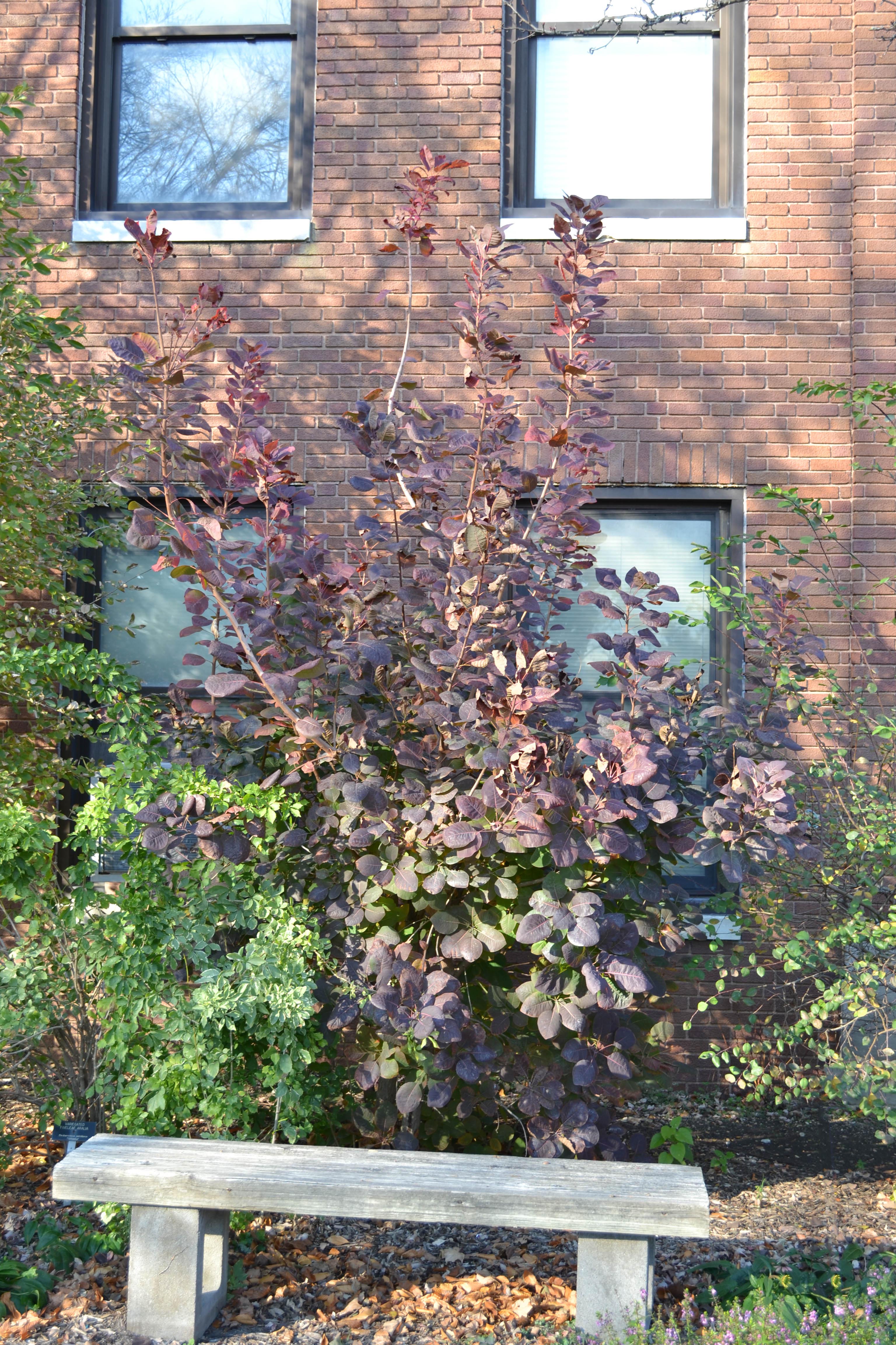 Cotinus coggygria ‘Purpureus’ – Purdue Arboretum Explorer