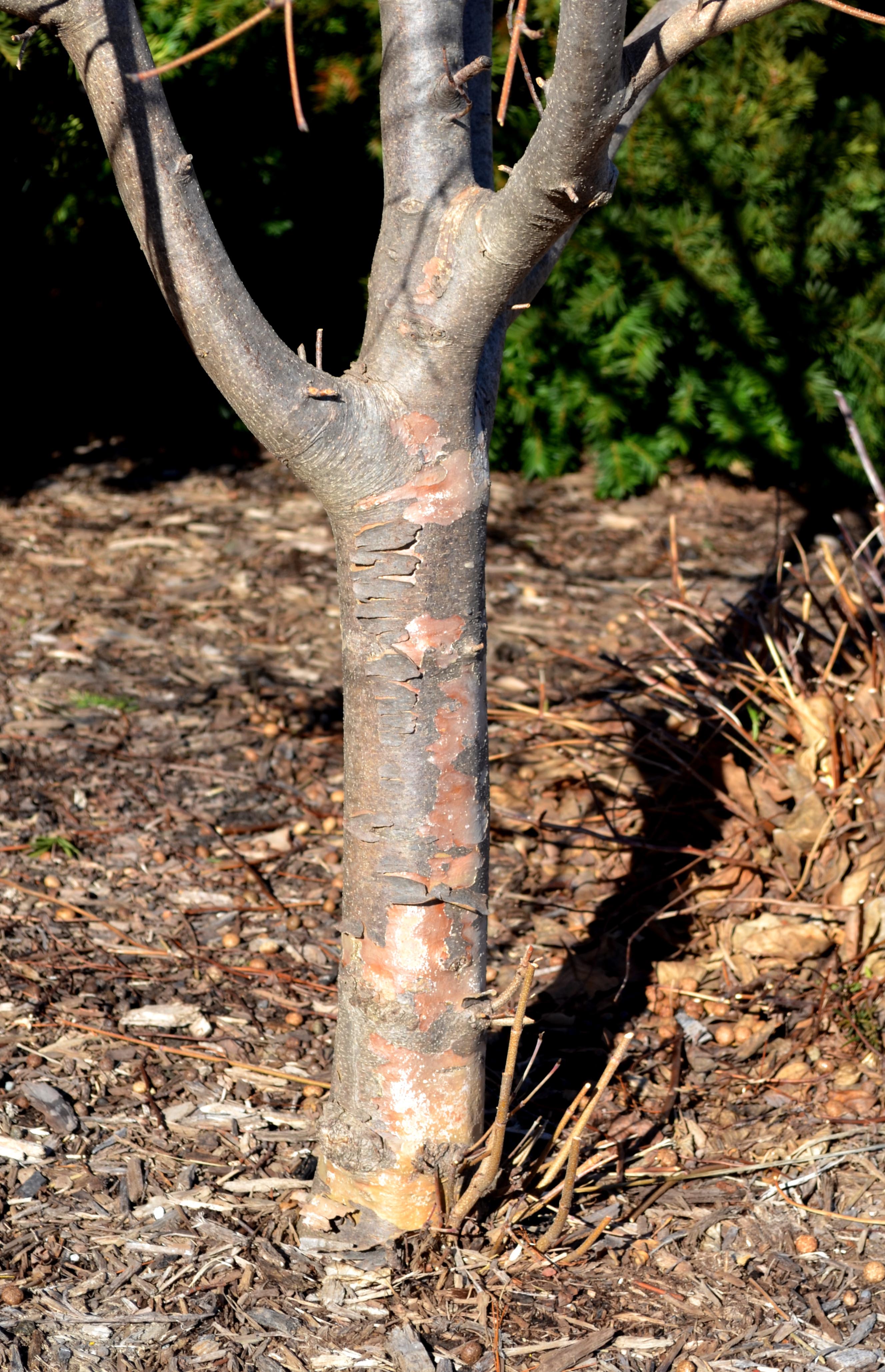 Cornus kousa var. chinensis – Purdue Arboretum Explorer