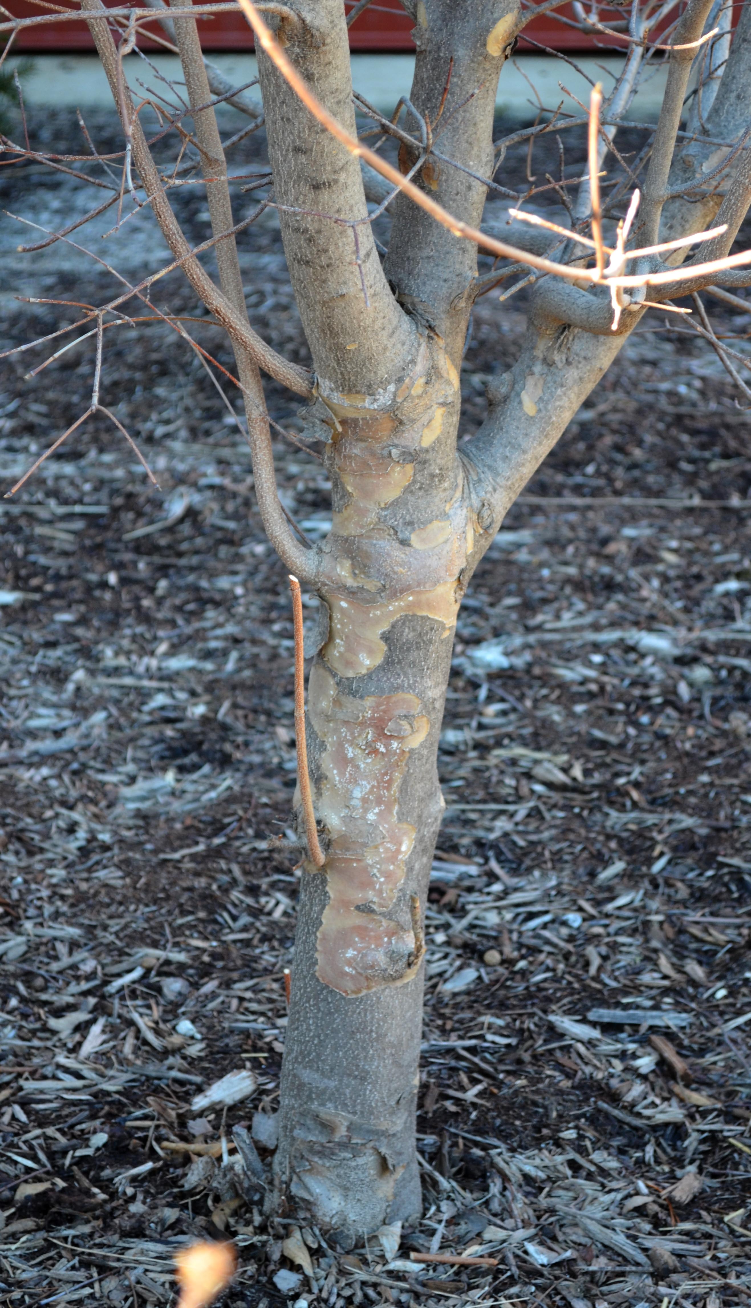 Cornus kousa var. chinensis – Purdue Arboretum Explorer