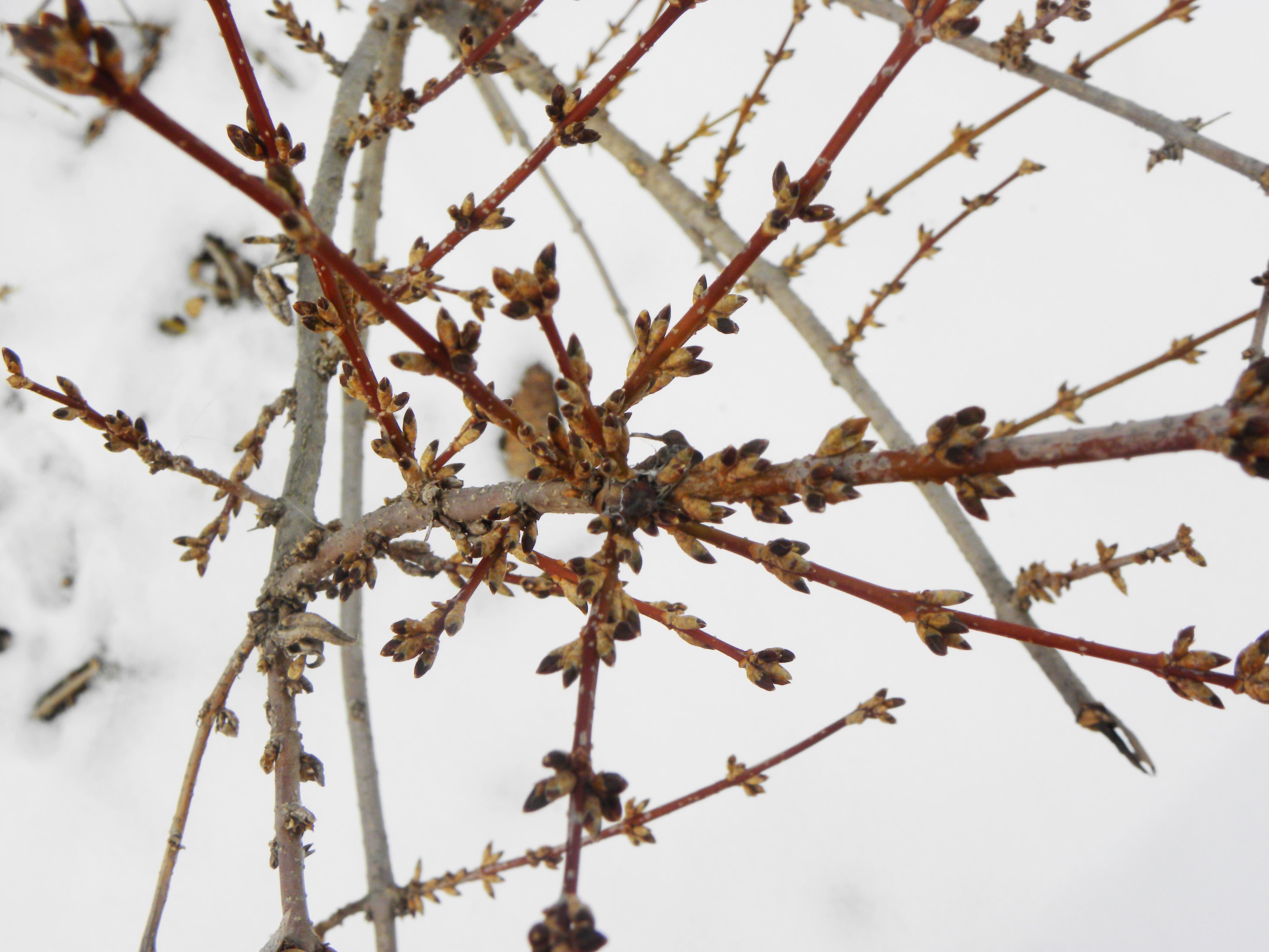 Forsythia × intermedia ‘Spectabilis’ – Purdue Arboretum Explorer