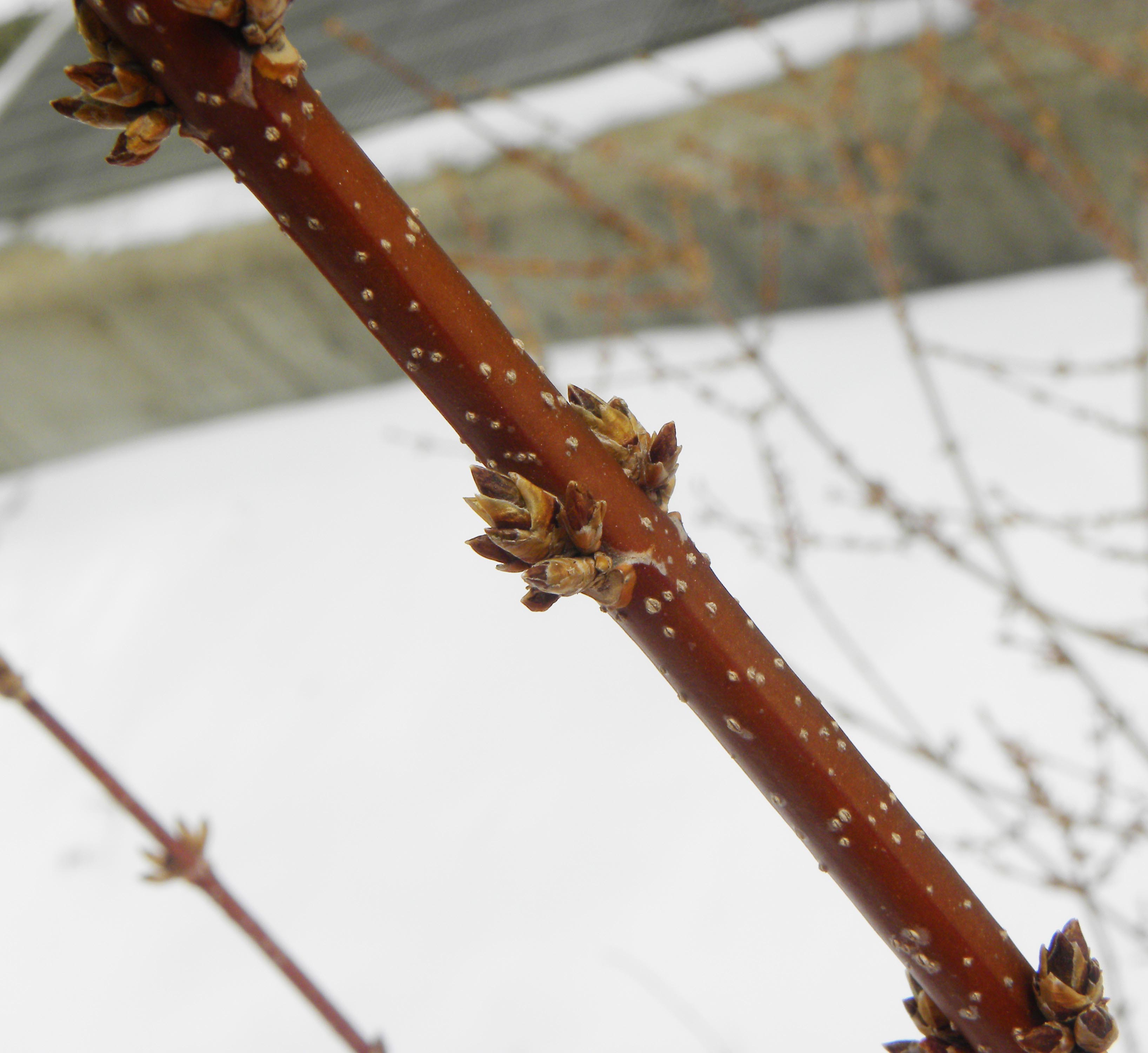 Forsythia × intermedia ‘Spectabilis’ – Purdue Arboretum Explorer