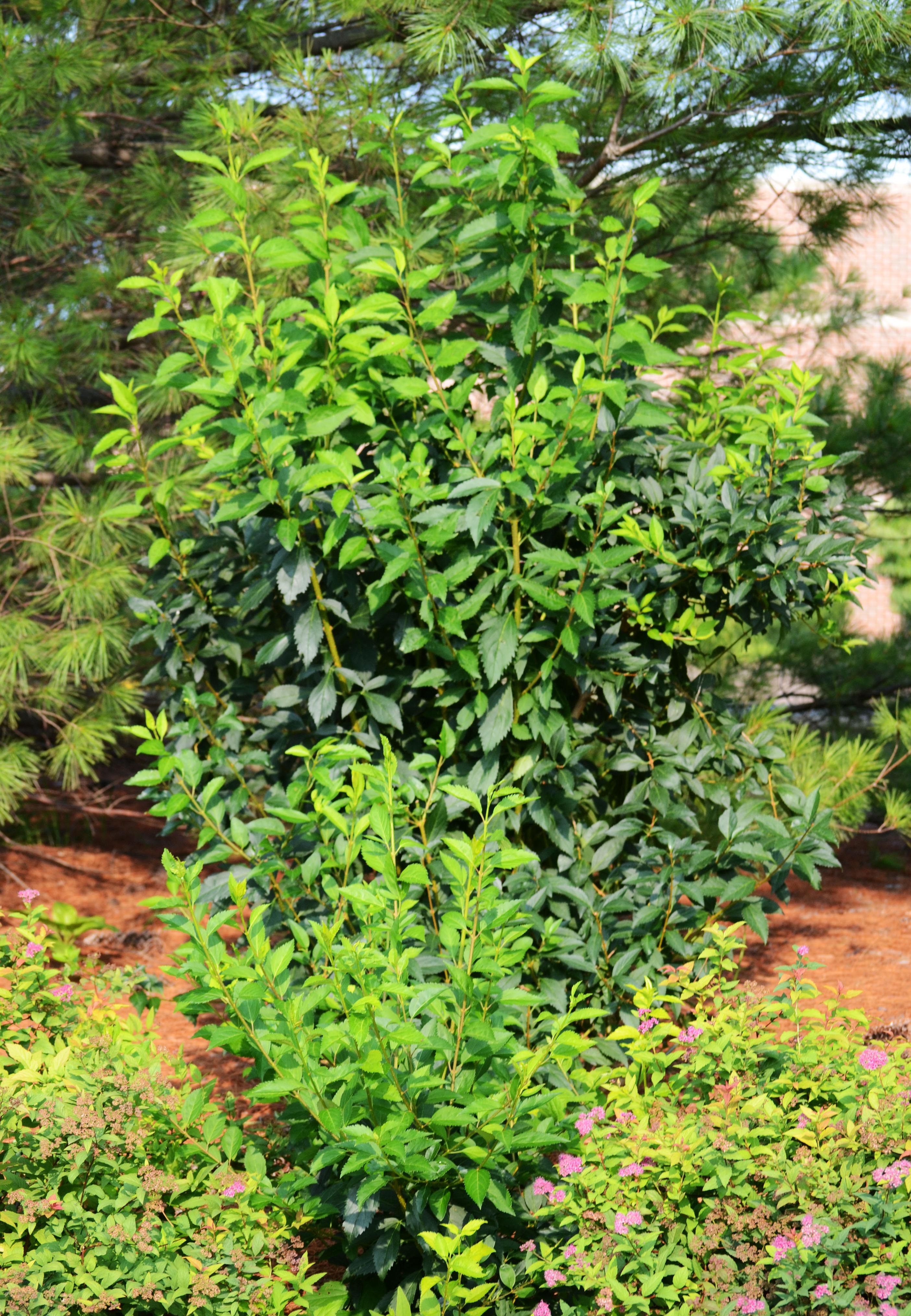 Forsythia × intermedia ‘Spectabilis’ – Purdue Arboretum Explorer