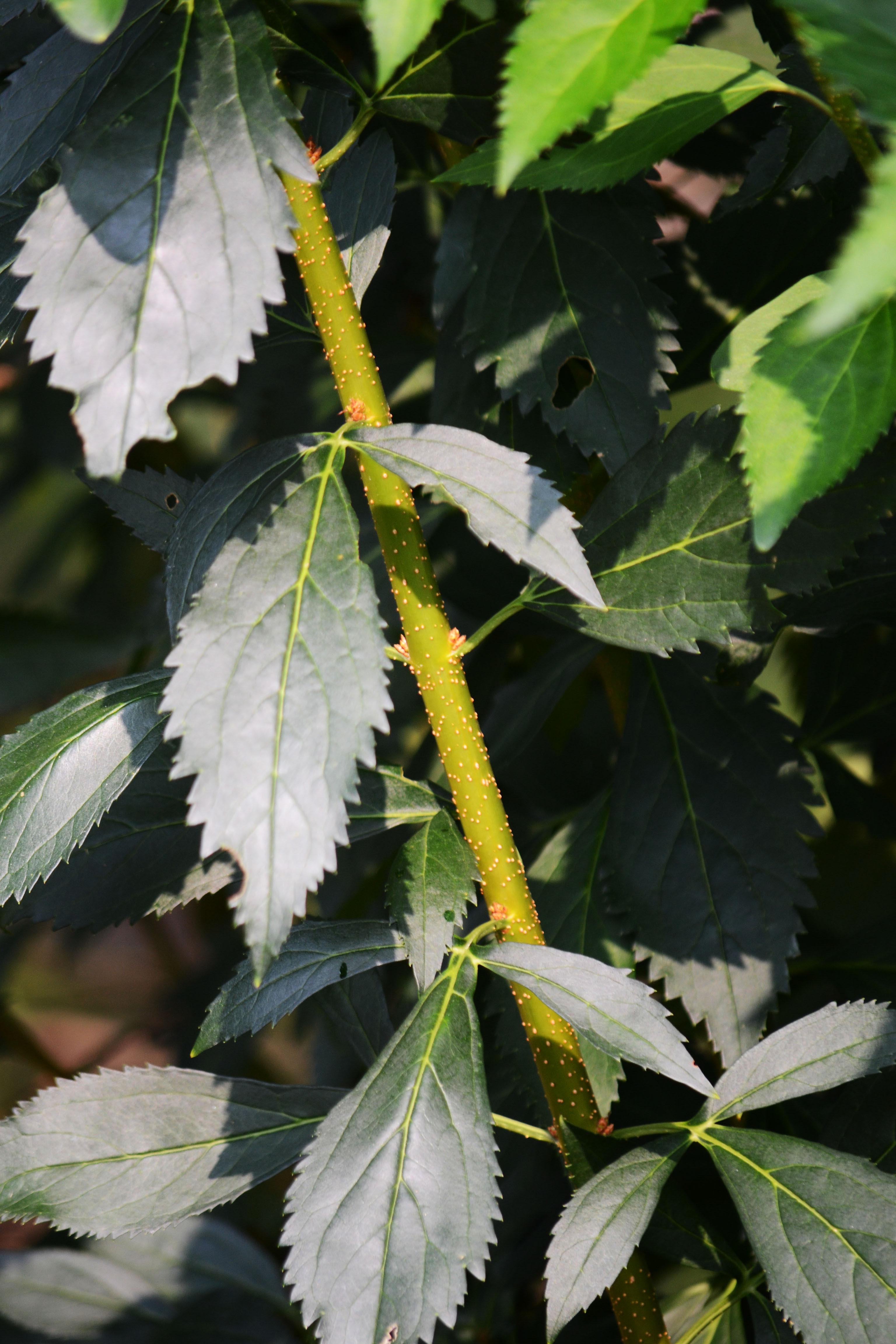 Forsythia × intermedia ‘Spectabilis’ – Purdue Arboretum Explorer