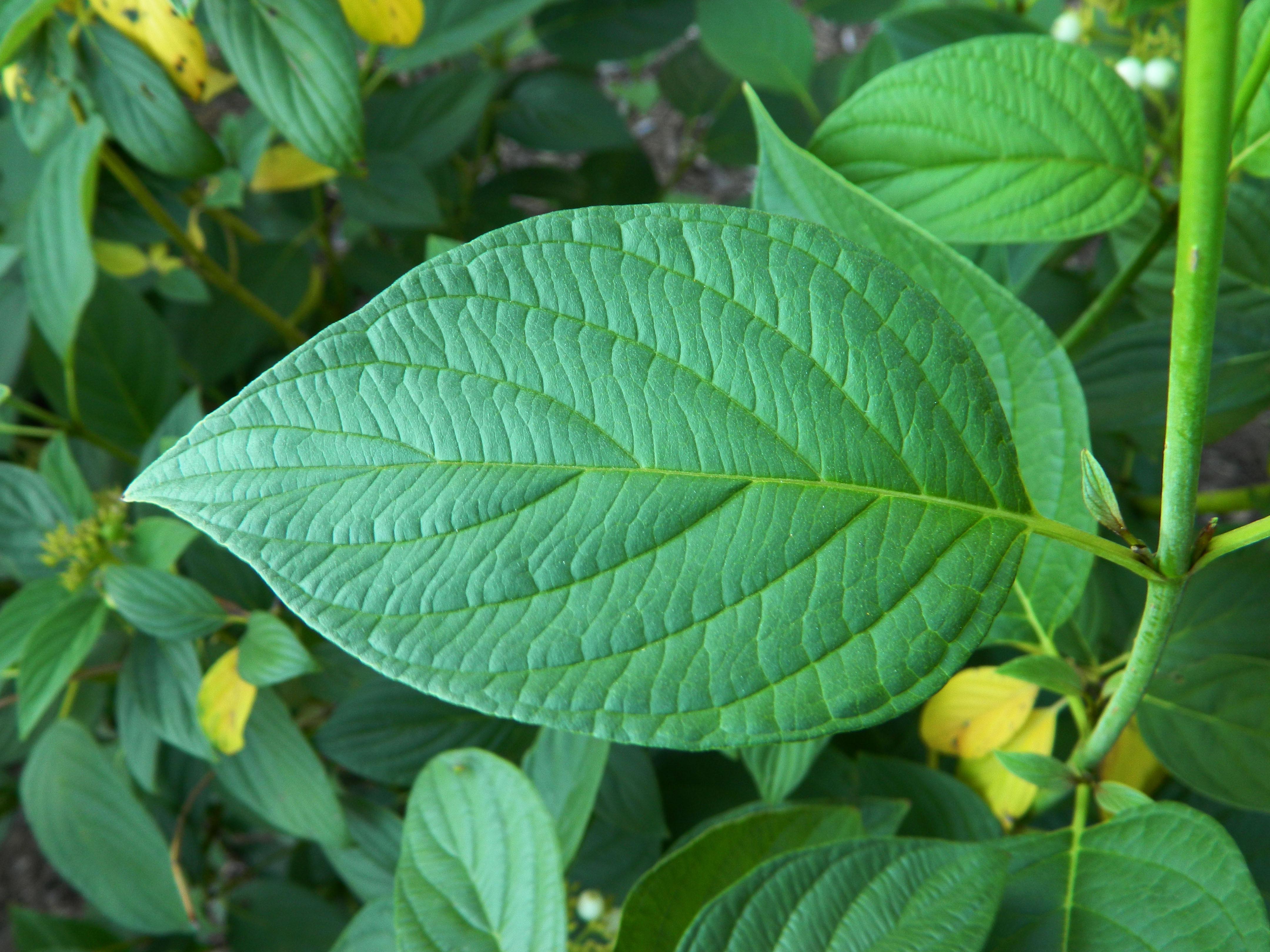Cornus sericea ‘Flaviramea’ – Purdue Arboretum Explorer