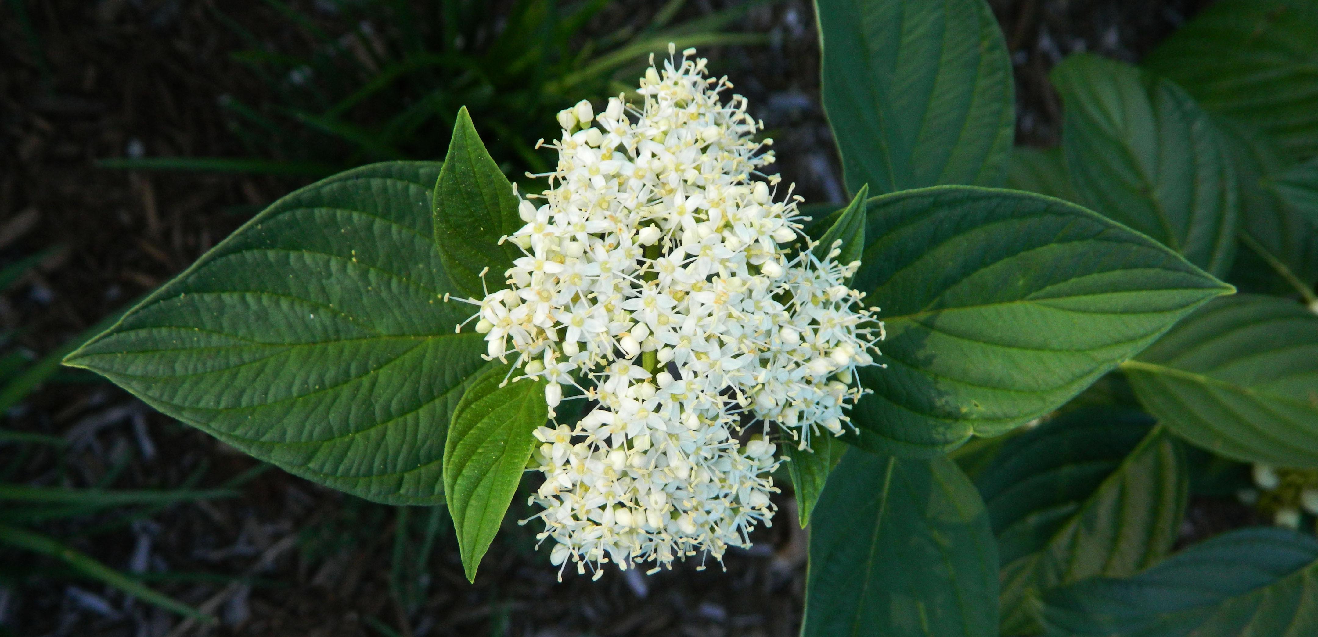 Cornus sericea ‘Flaviramea’ – Purdue Arboretum Explorer