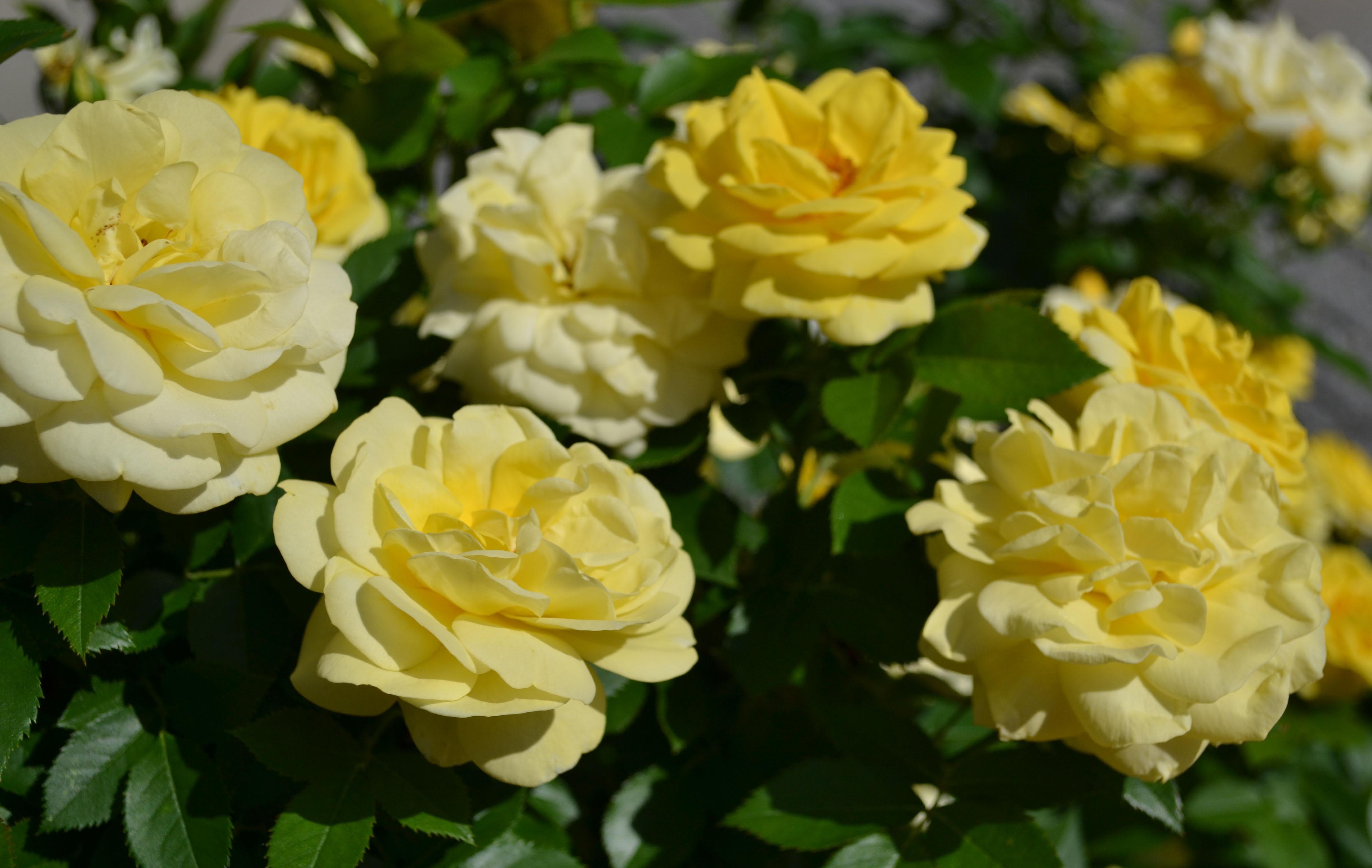 Rosa × ‘BAIage’ [sold as High Voltage Easy Elegance®] – Purdue ...
