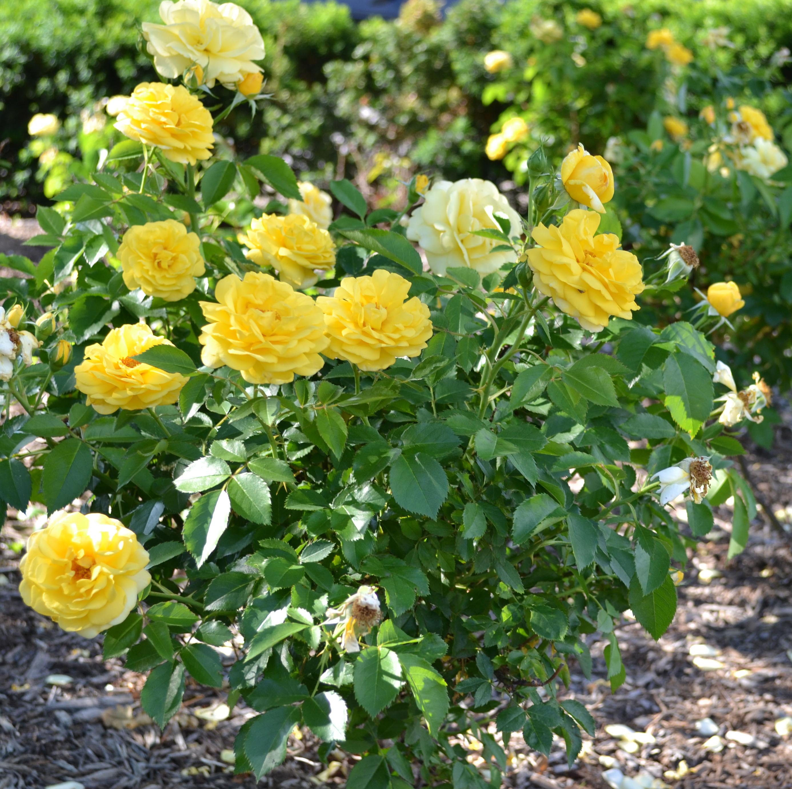 Rosa × ‘BAIage’ [sold as High Voltage Easy Elegance®] – Purdue ...