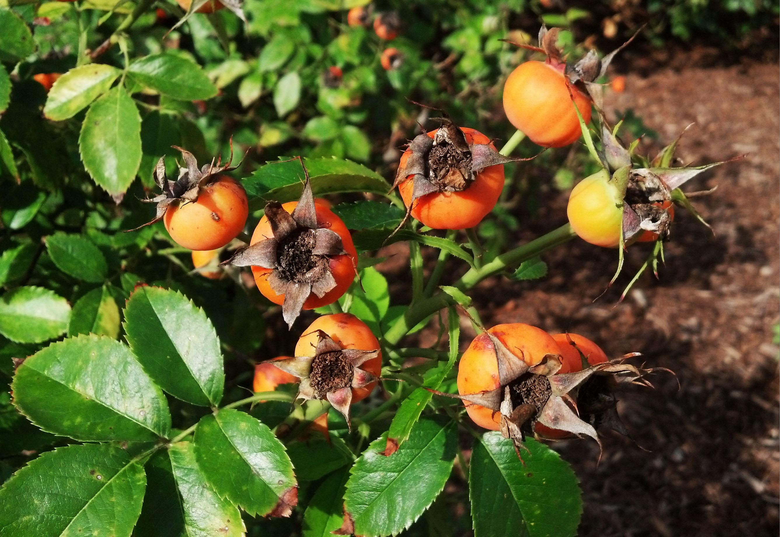 Rosa × ‘BAIage’ [sold as High Voltage Easy Elegance®] – Purdue ...