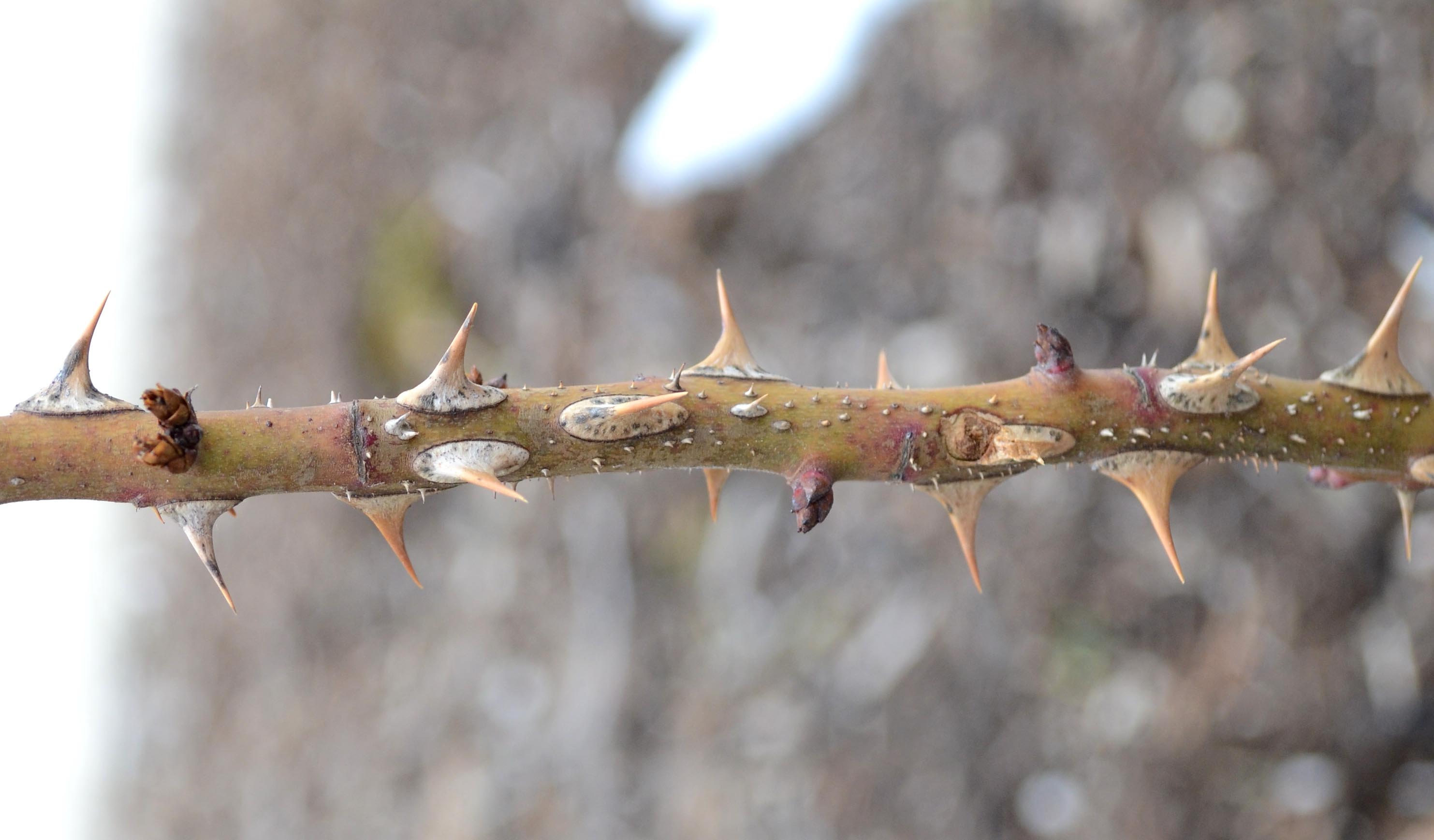 Rosa × ‘BAIage’ [sold as High Voltage Easy Elegance®] – Purdue ...